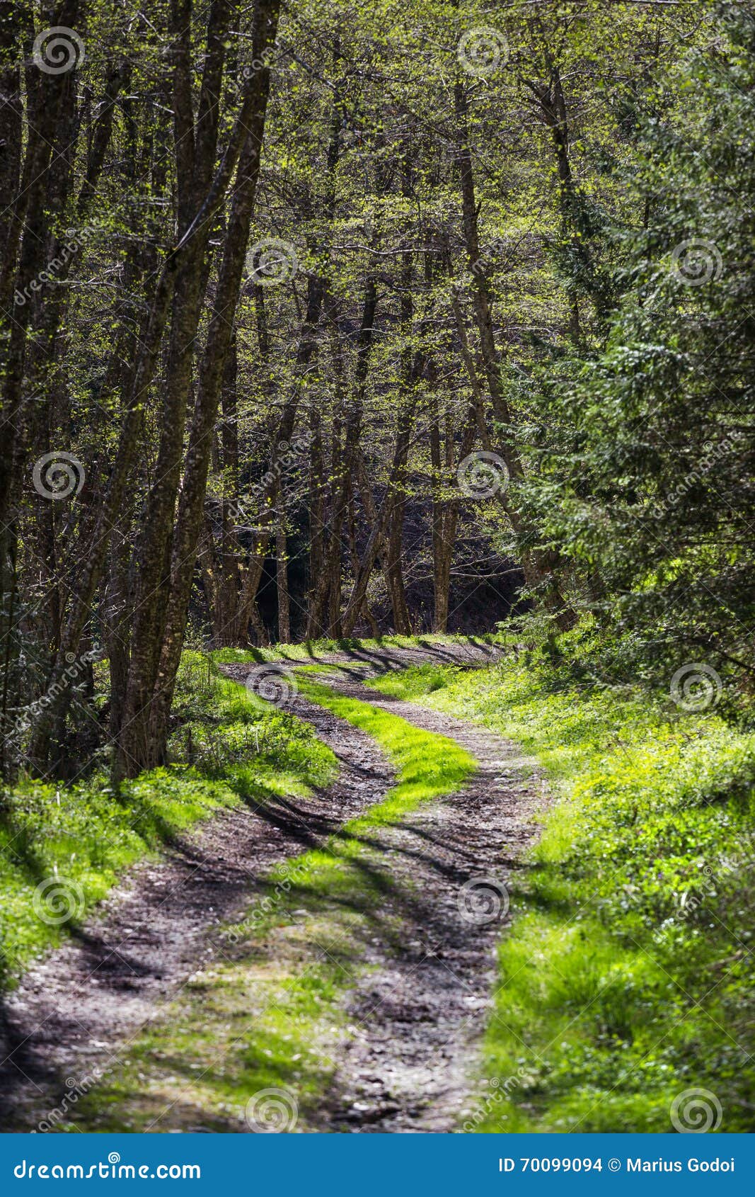 Forest road in spring stock photo. Image of romanian - 70099094