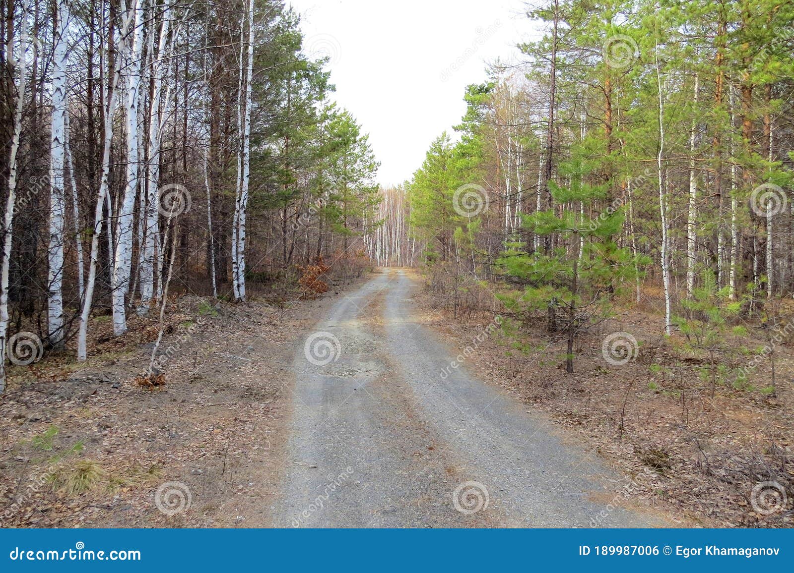 Forest Road Stretching into the Distance between Long Trees. Stock ...