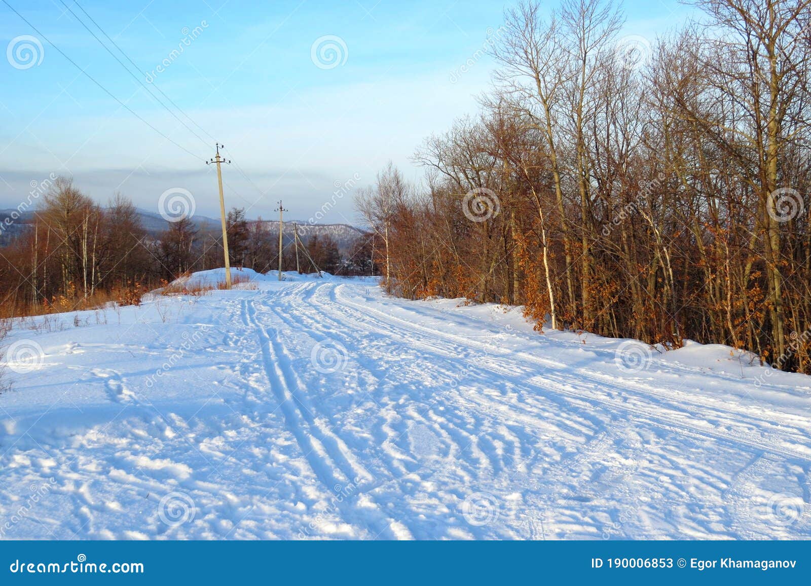 Forest Road Stretching into the Distance between Long Trees. Stock ...