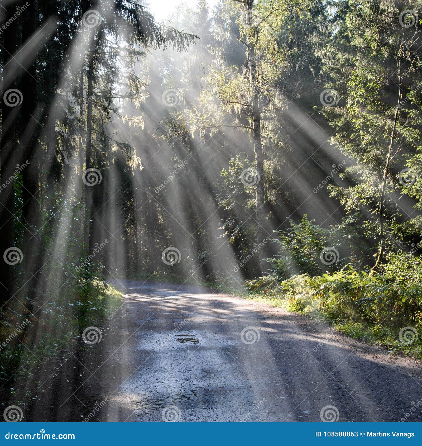 Forest Road with Sun Rays in the Morning - Light Rays Effect Stock ...