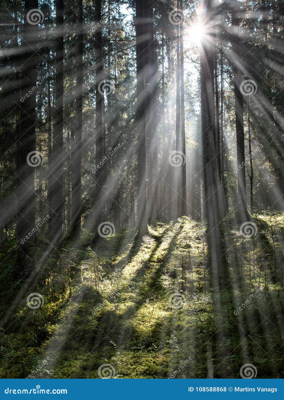 Forest Road with Sun Rays in the Morning - Light Rays Effect Stock ...