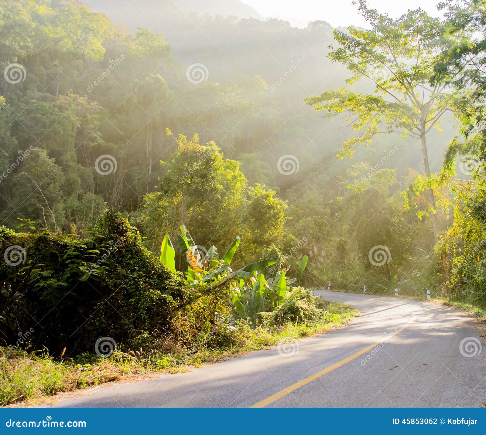 Forest and Road with Sunbeam Stock Photo - Image of travel, pavement ...
