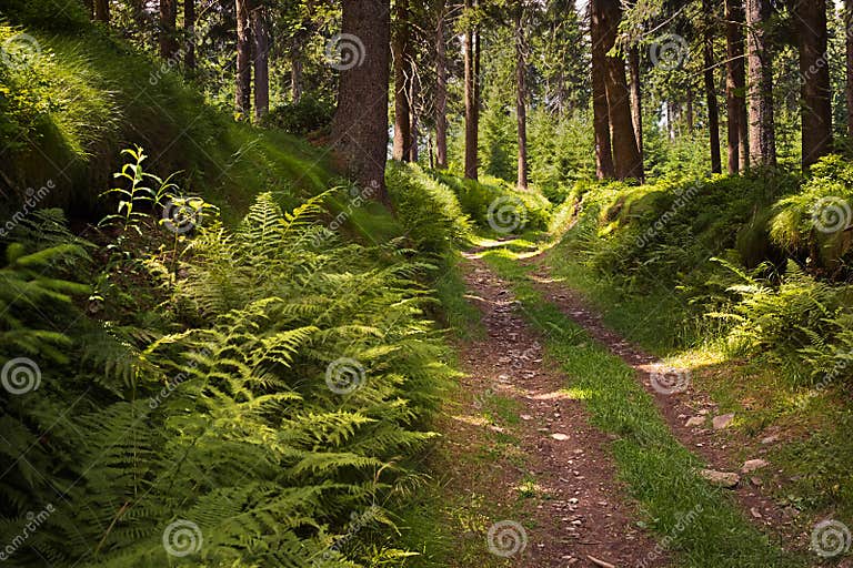 Forest road in sunlight stock image. Image of maple, foliage - 88097121