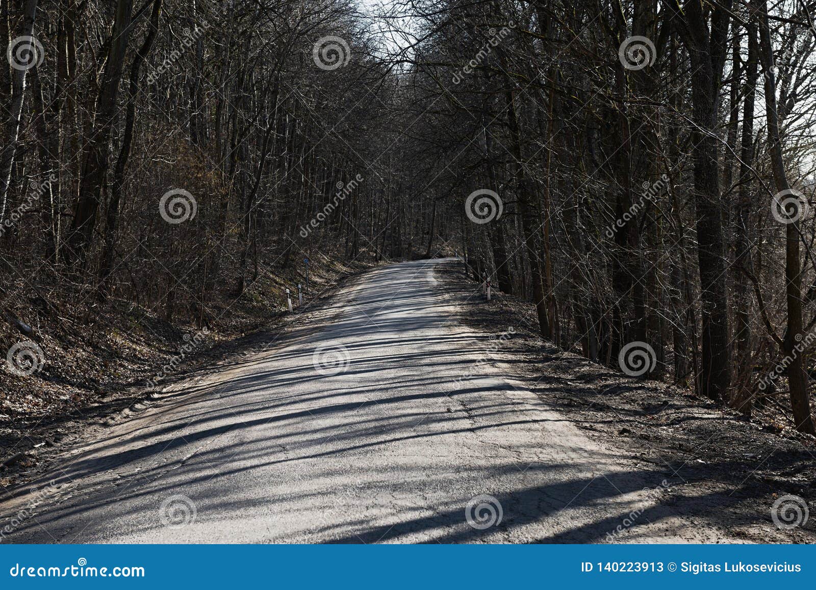 Forest Road on a Sunny Day Early Spring Stock Image - Image of ...