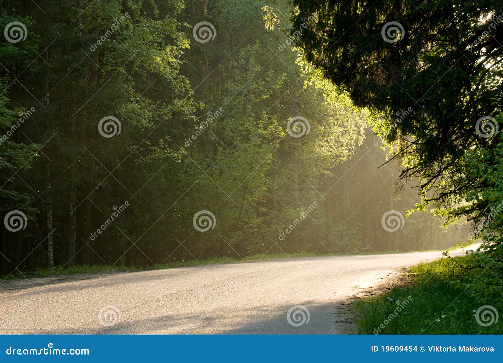 Forest road in the sunset stock photo. Image of ground - 19609454