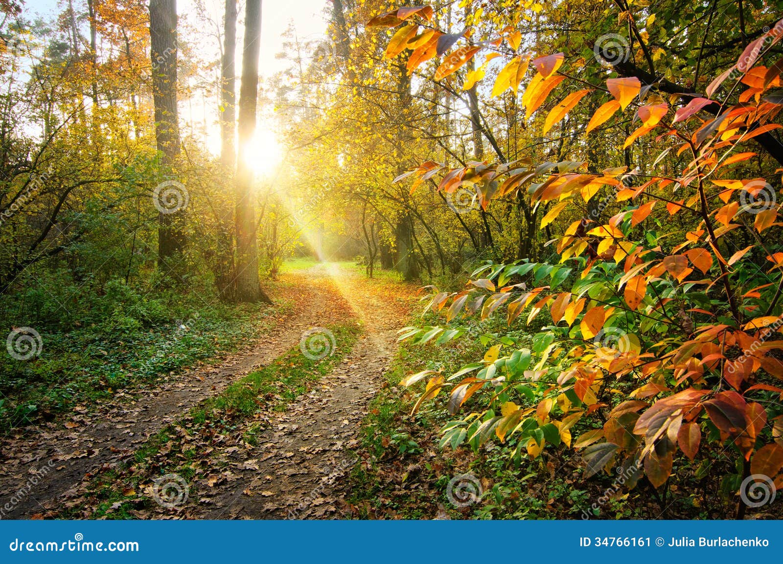 Forest road at sunset stock image. Image of sunbeam, light - 34766161