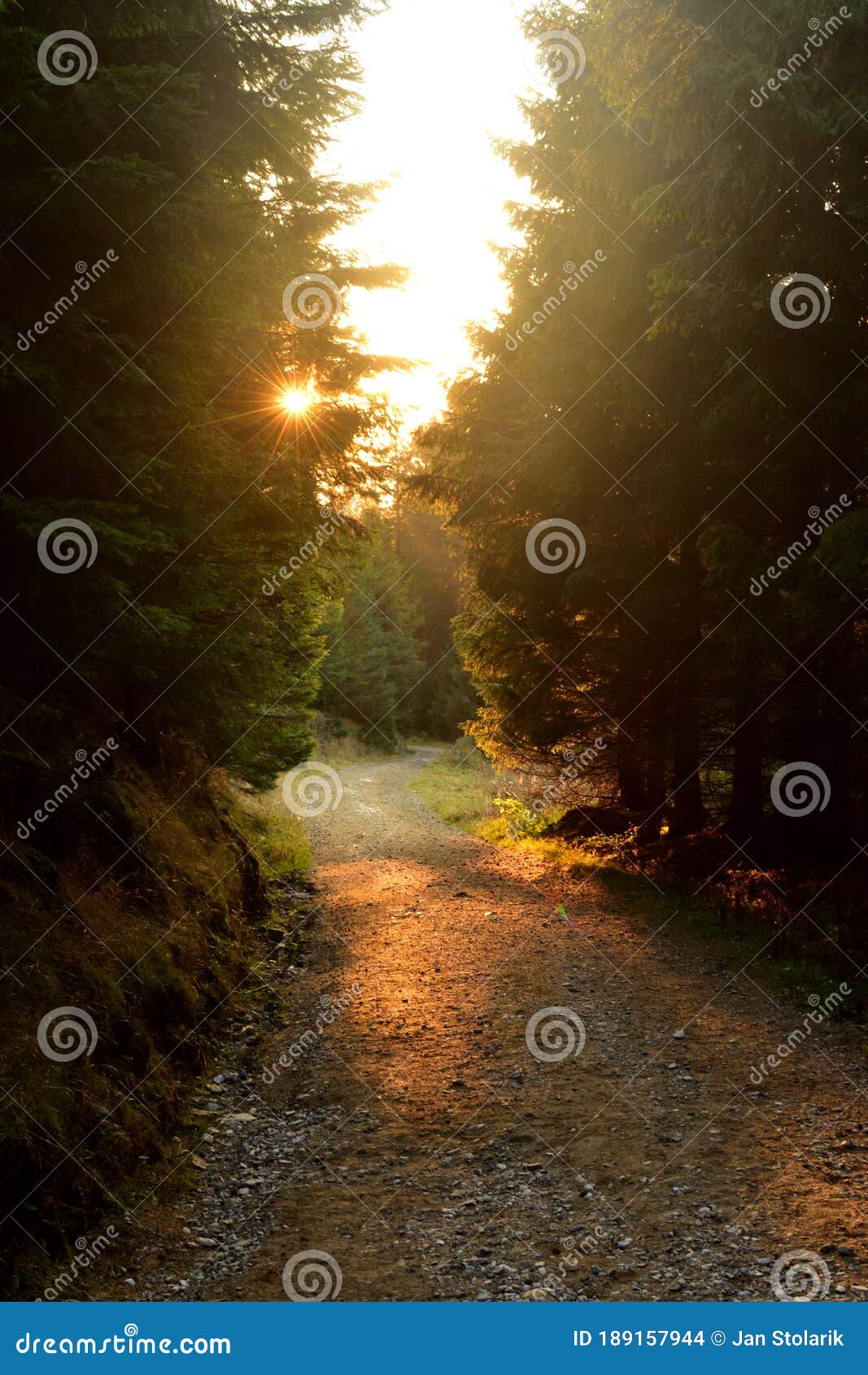 Forest Road at Sunset, Sun Rays Shining through Trees. Stock Photo ...