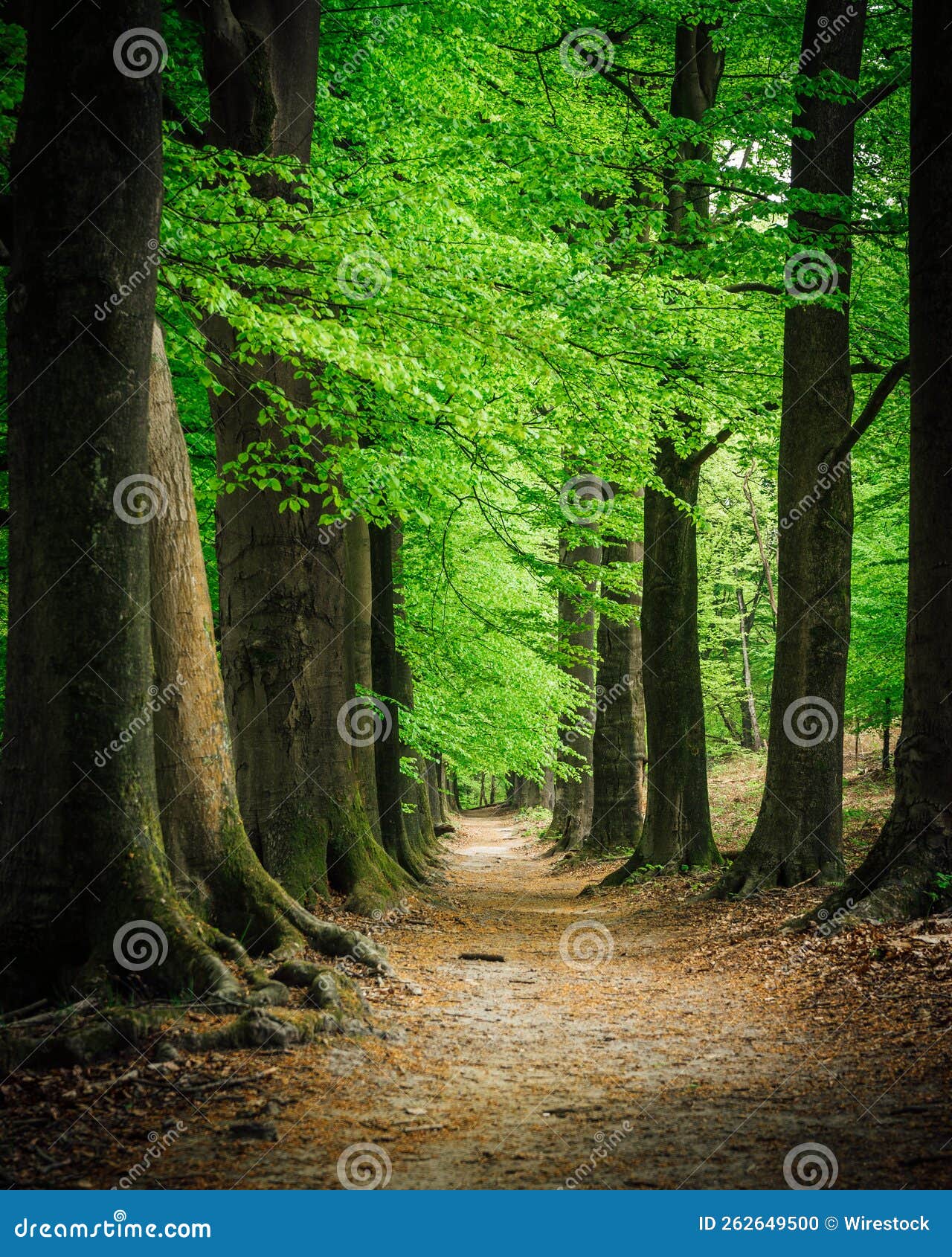 Forest Road with Tall Trees on the Side Stock Photo - Image of view ...