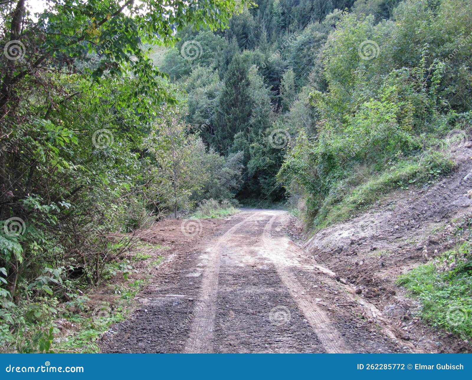 A Forest Road for Transportation or Mobility Stock Photo - Image of ...