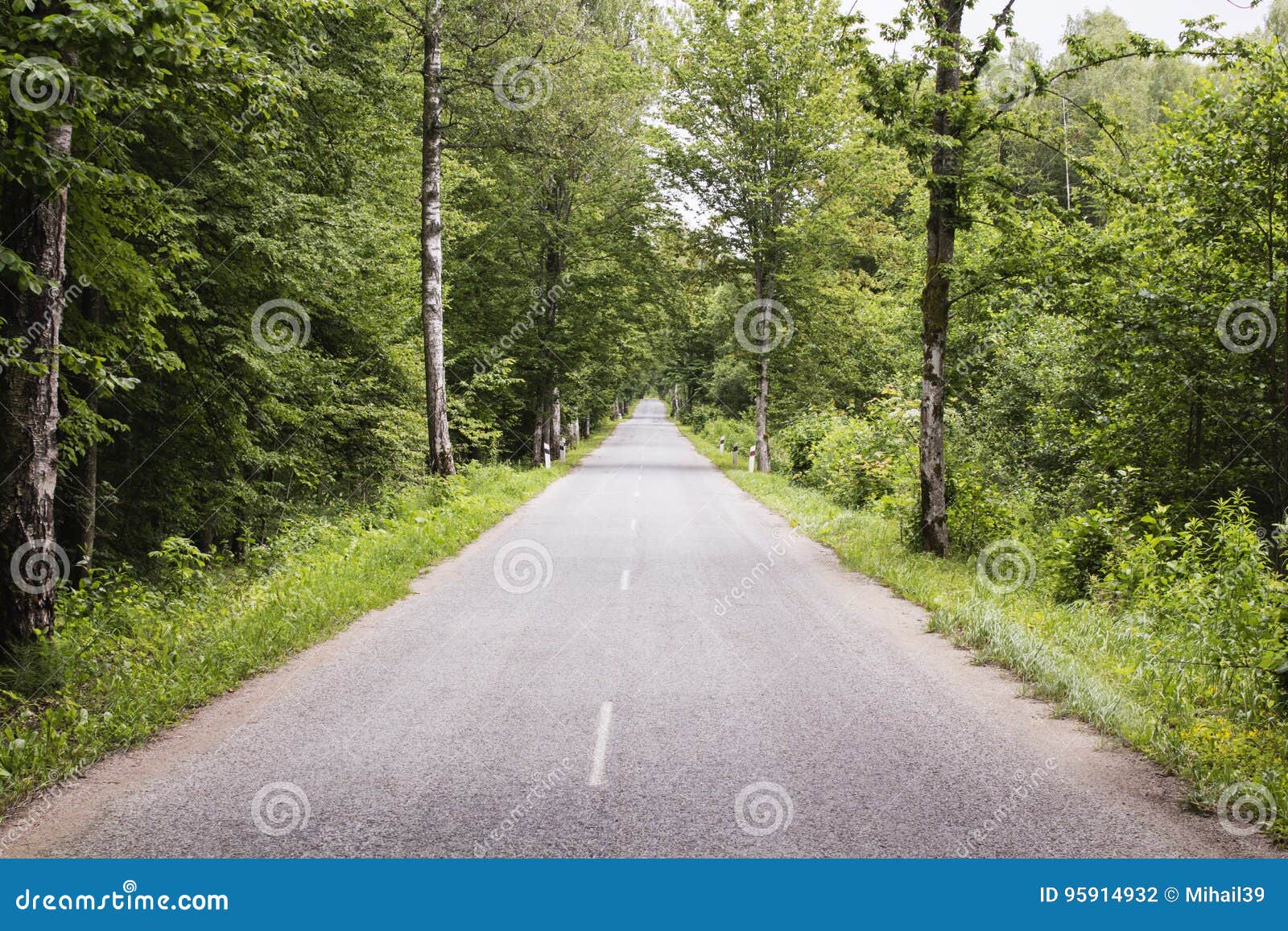 Forest Road Trees Along at the Country Side. Stock Photo - Image of ...