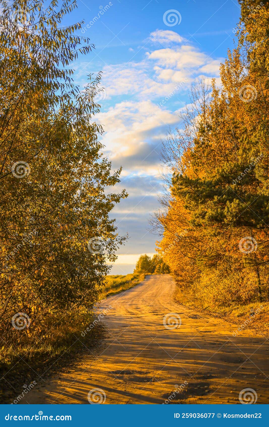 Forest Road with Trees in Autumn at Sunset Stock Image - Image of ...