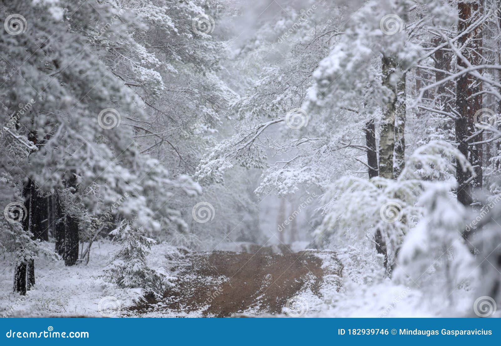 Forest Road and Trees in Unusual Late May Snowstorm Stock Photo - Image ...