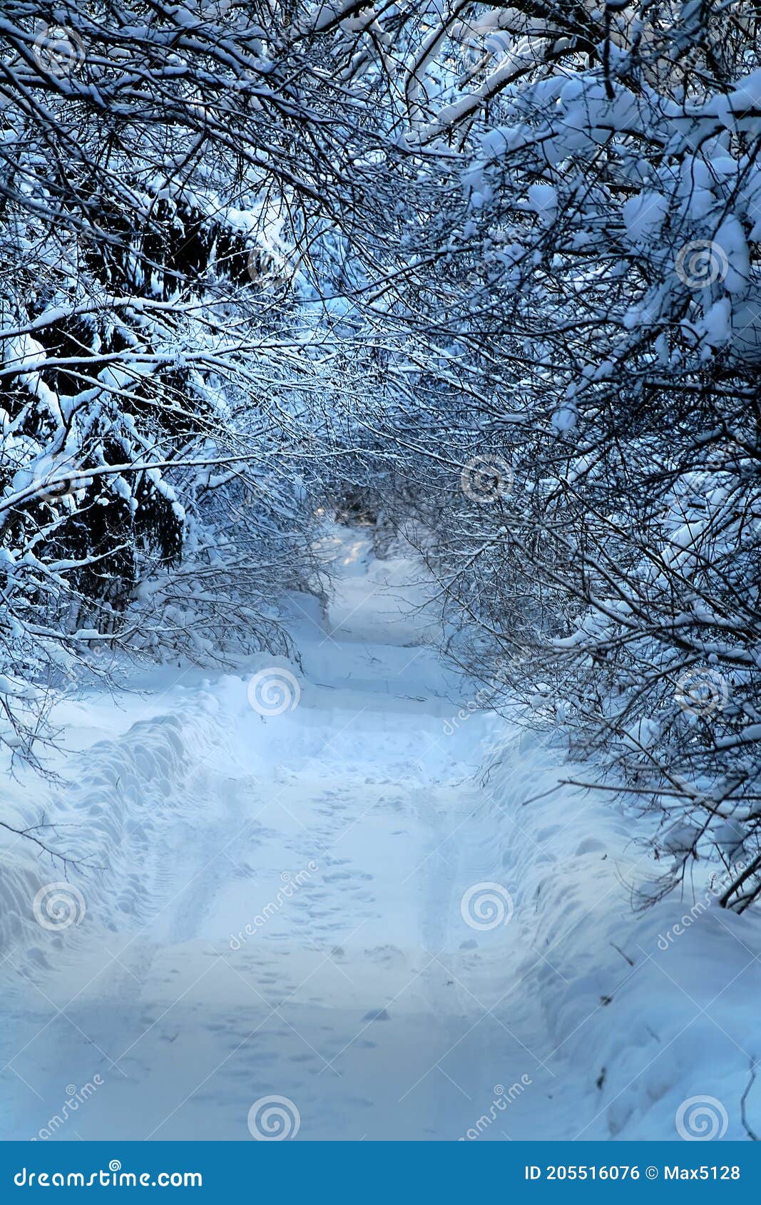Forest Road Turned into a Tunnel after the Snowfall Stock Photo - Image ...