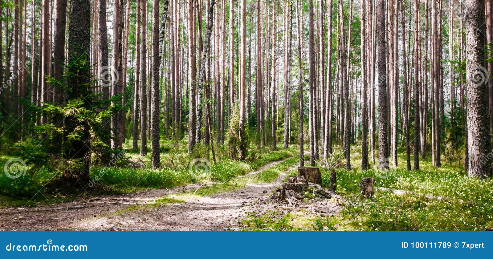 Forest and road stock image. Image of green, landscape - 100111789