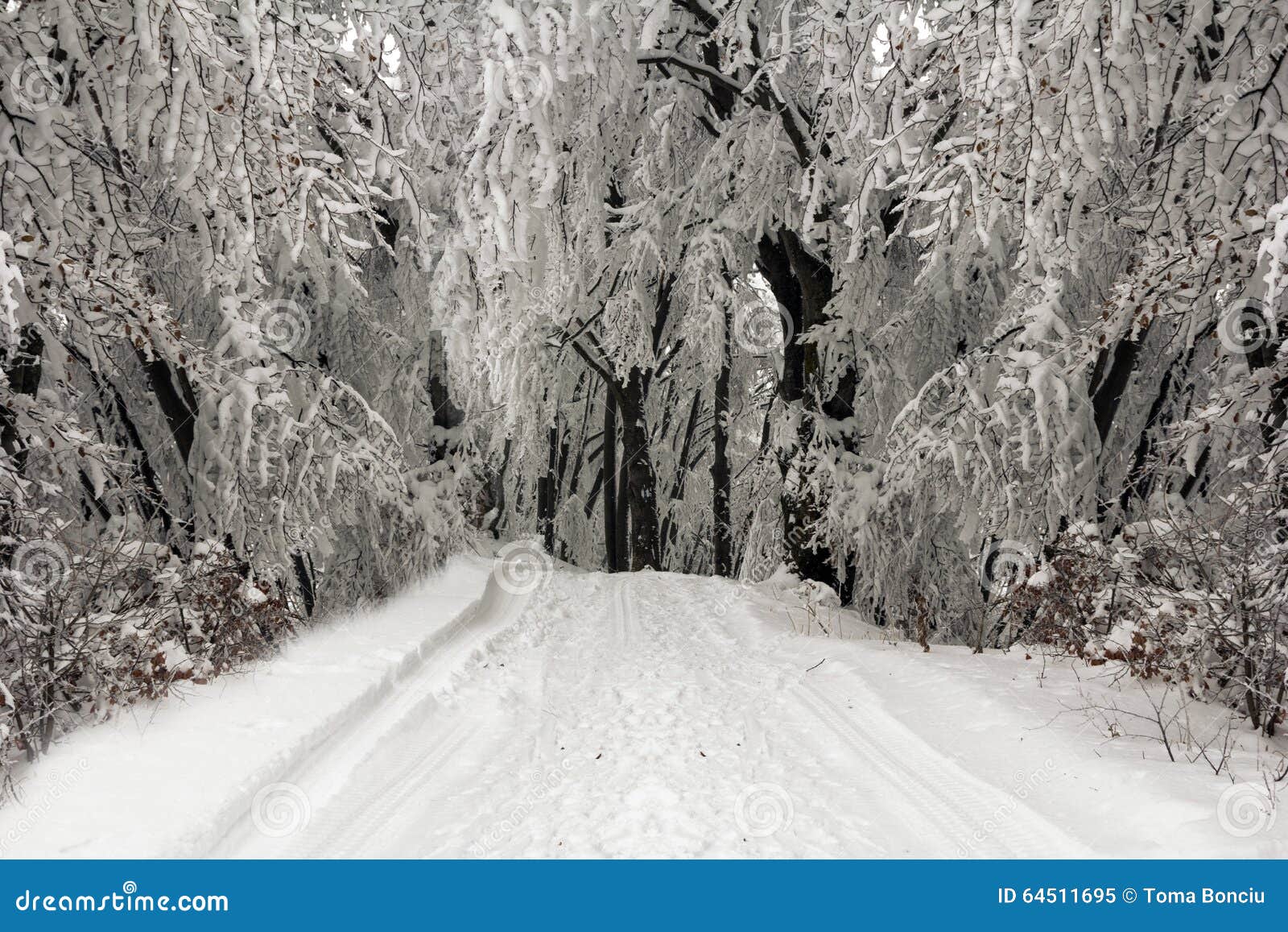 Forest road in winter stock image. Image of snow, snowy - 64511695