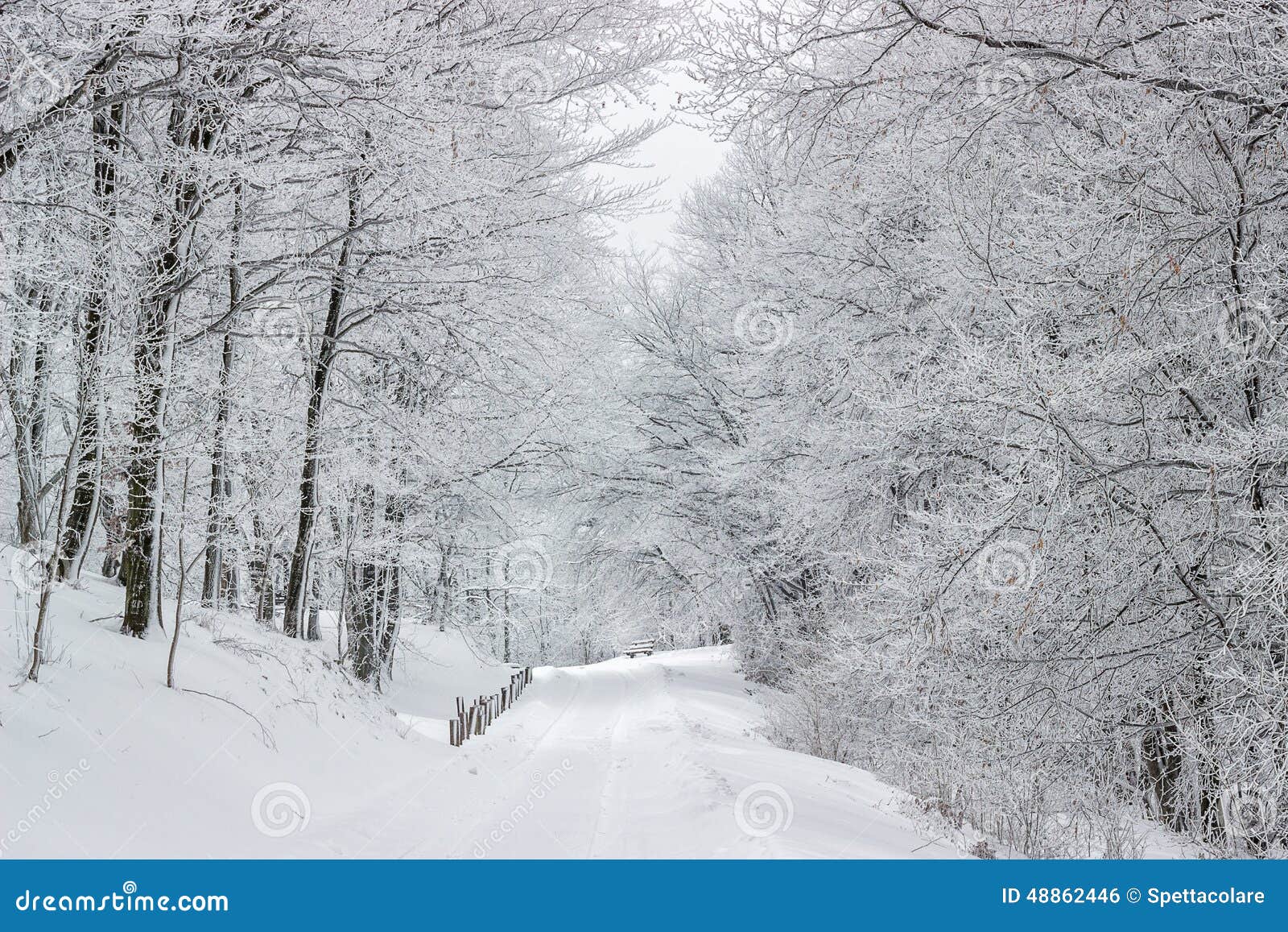 Forest road in winter 3 stock photo. Image of road, park - 48862446