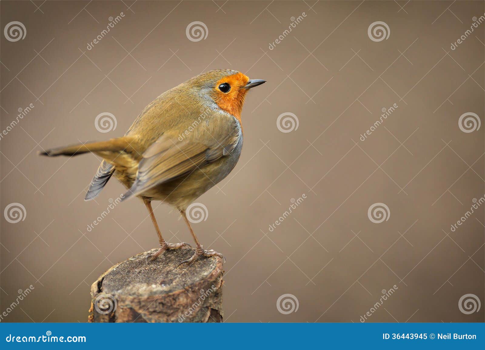 Forest Robin on Dead Branch Stock Image - Image of erithacus, europe ...