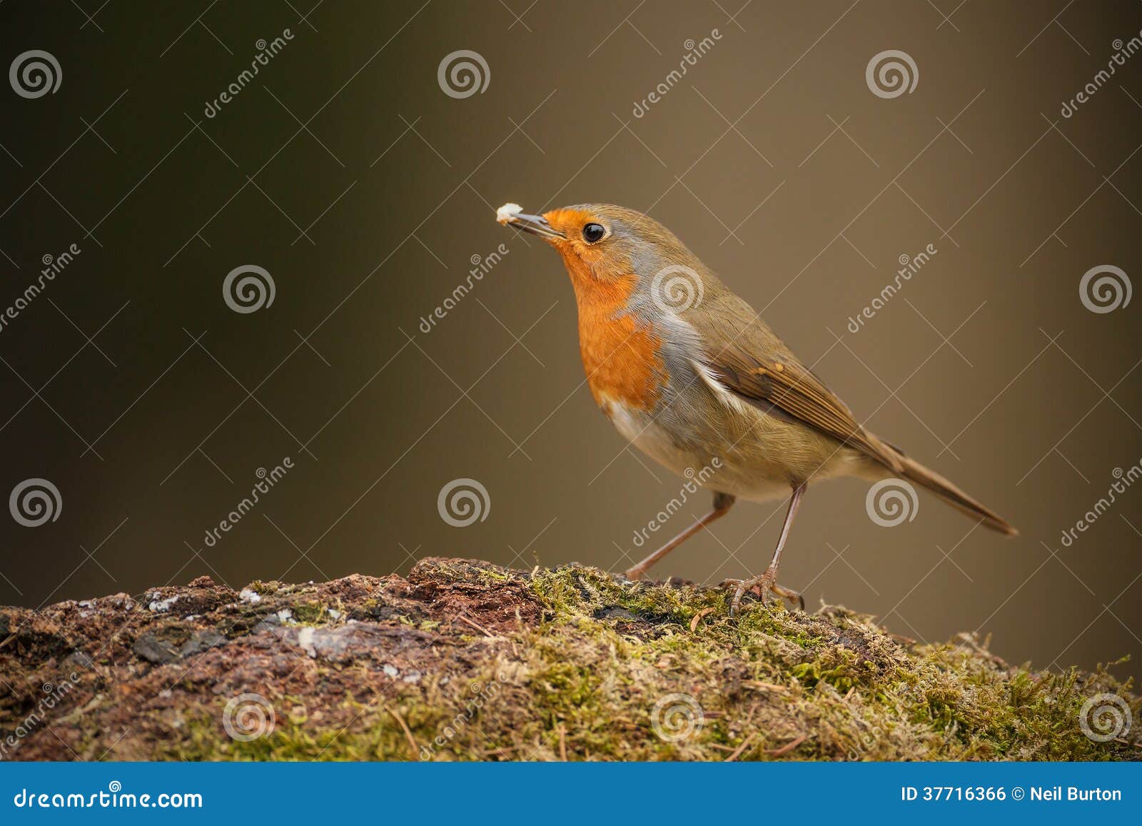 Forest robin with fat stock photo. Image of blurred, green - 37716366