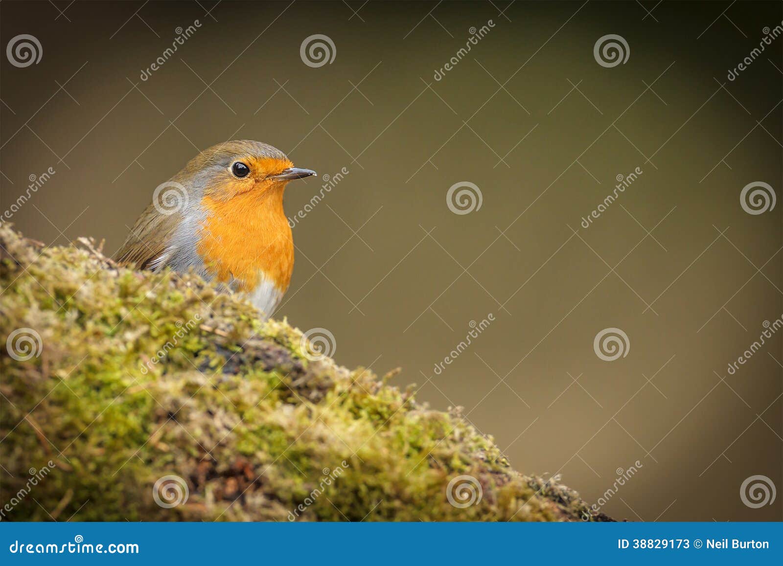 Forest robin on green stock image. Image of green, cold - 38829173