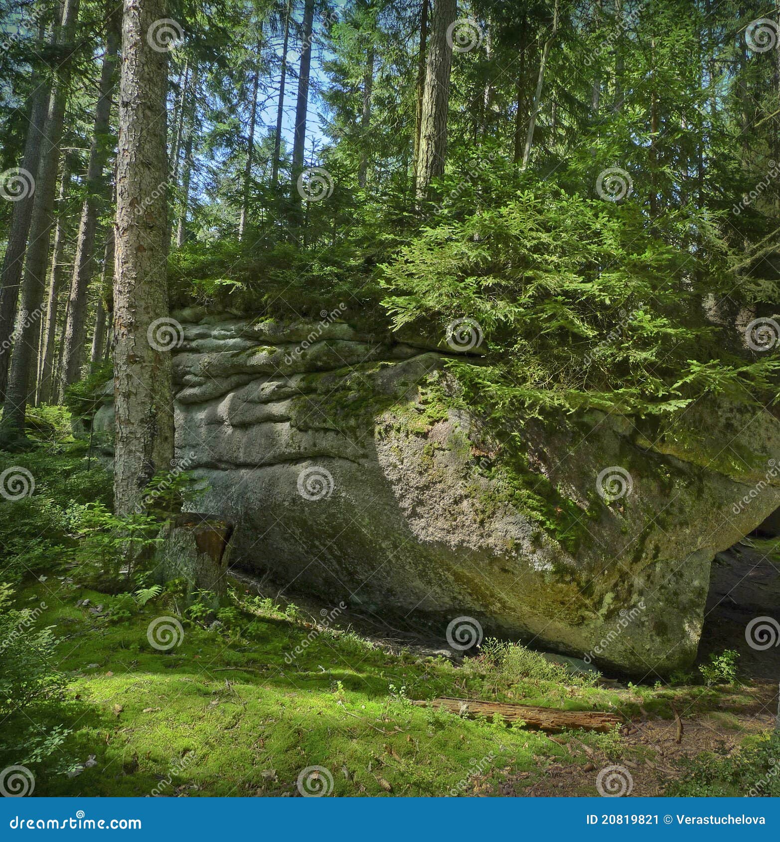 Forest with Rock in the National Park Stock Image - Image of leaves ...