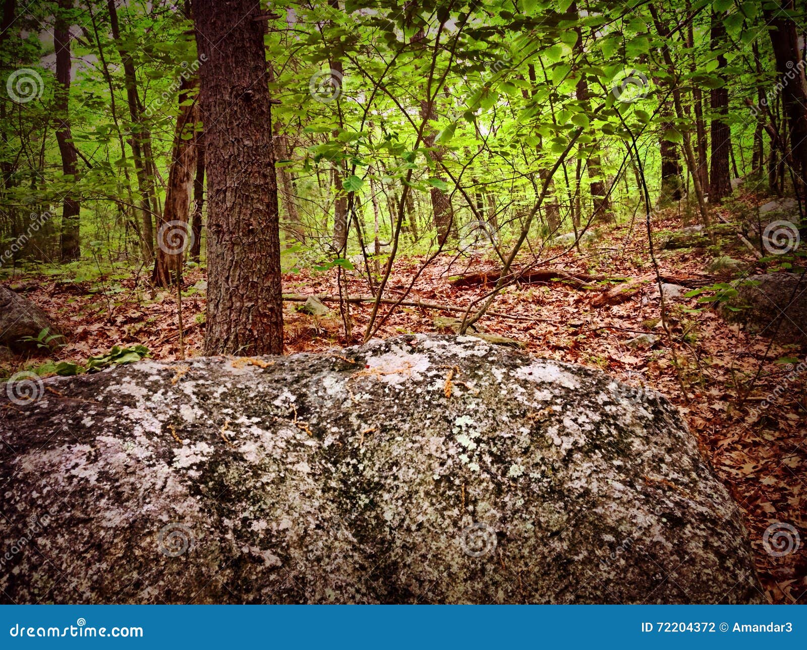 Forest rock stock photo. Image of summer, woods, rocks - 72204372