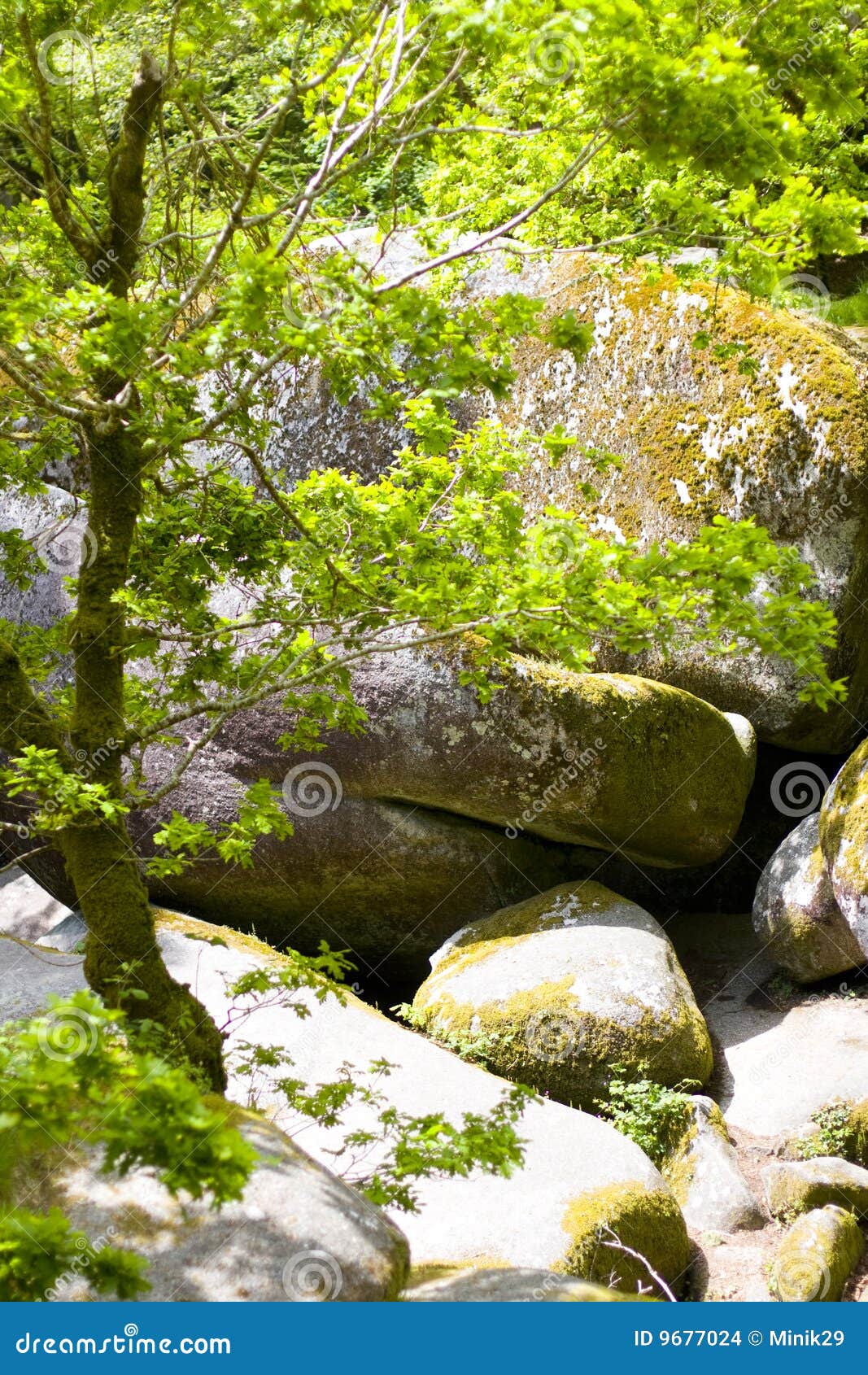 Forest with rocks stock photo. Image of brittany, walk - 9677024