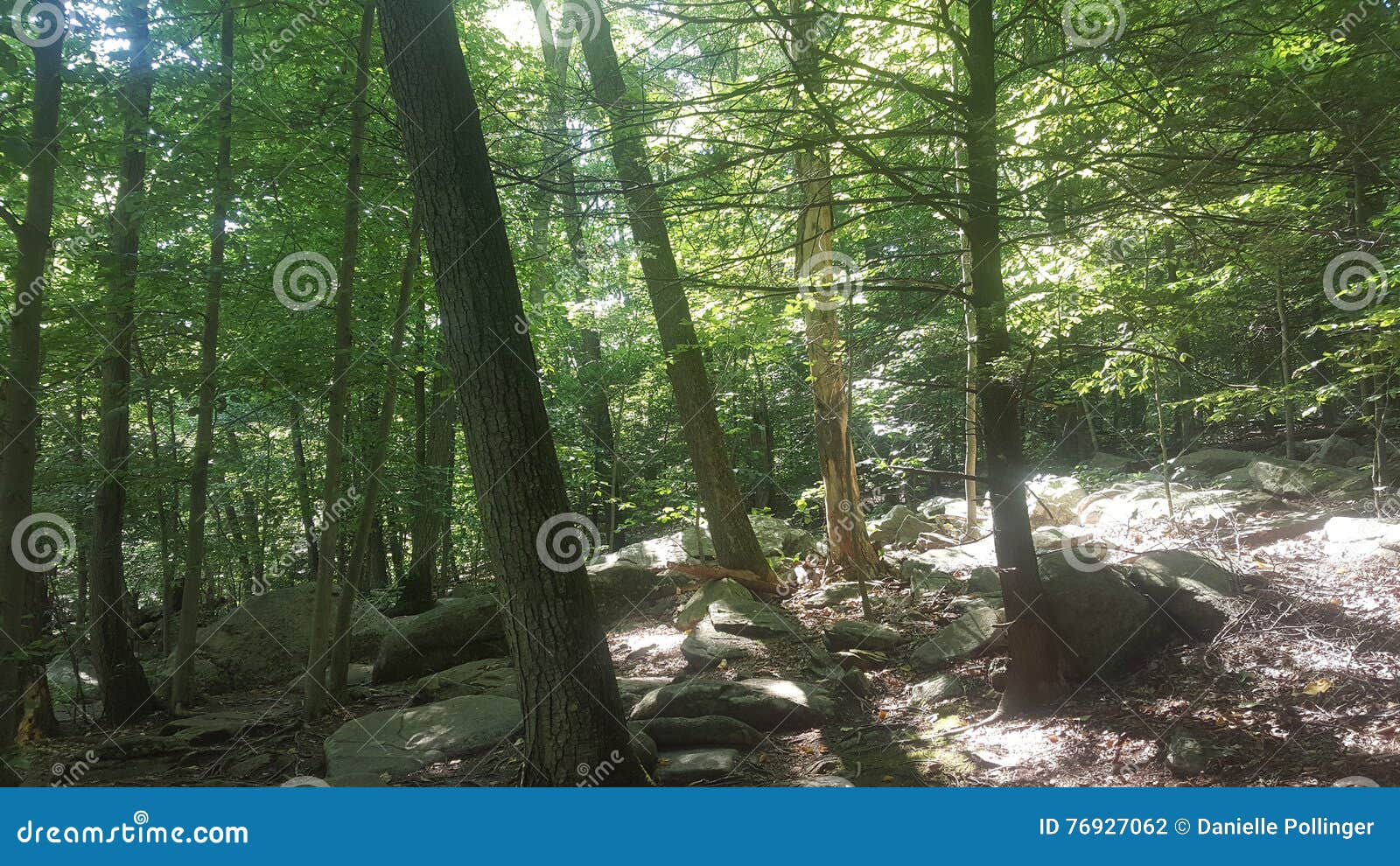 Forest 9 stock photo. Image of trees, forest, green, rocks - 76927062