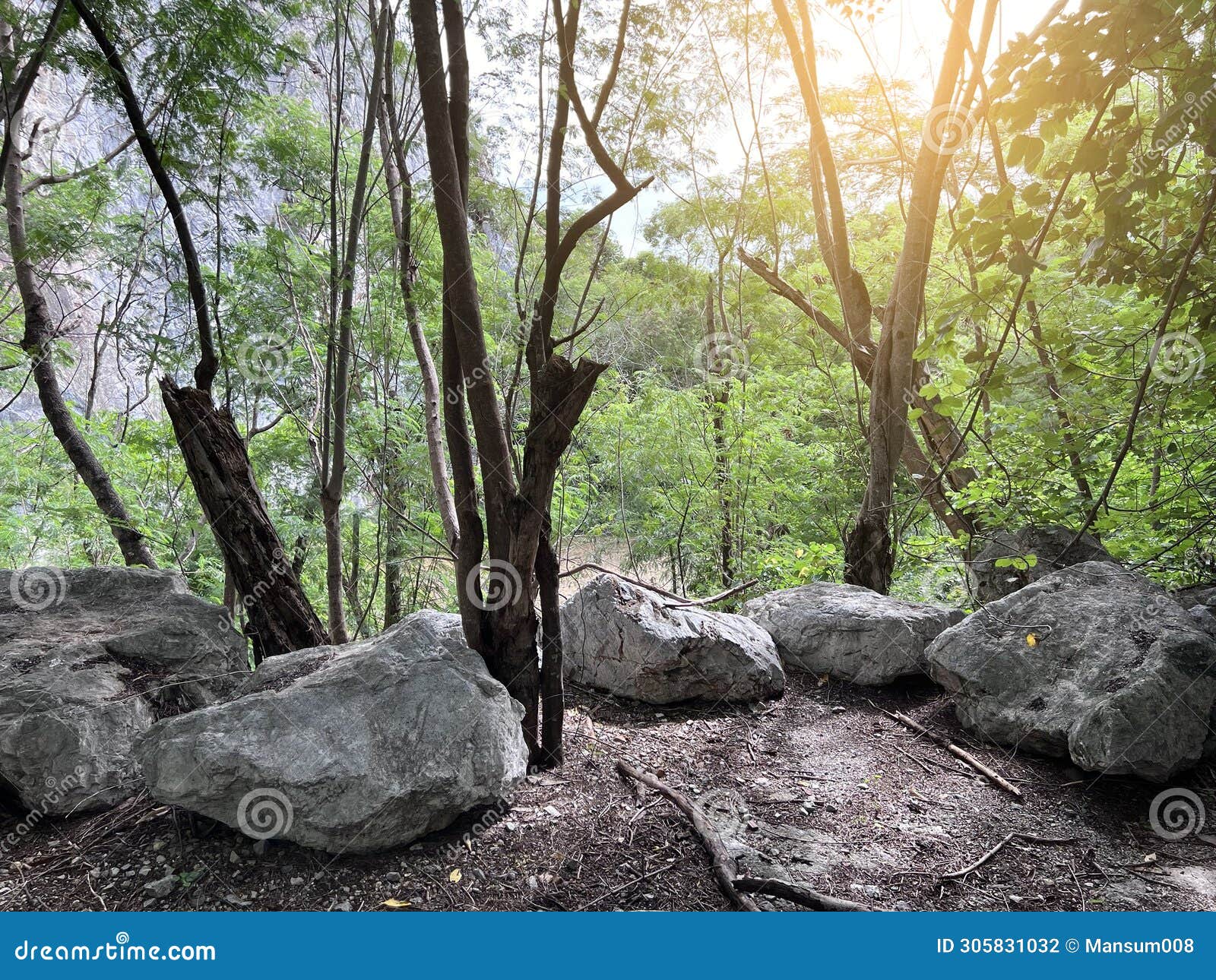 A Forest with Rocks and Trees in the Sunlight Stock Photo - Image of ...