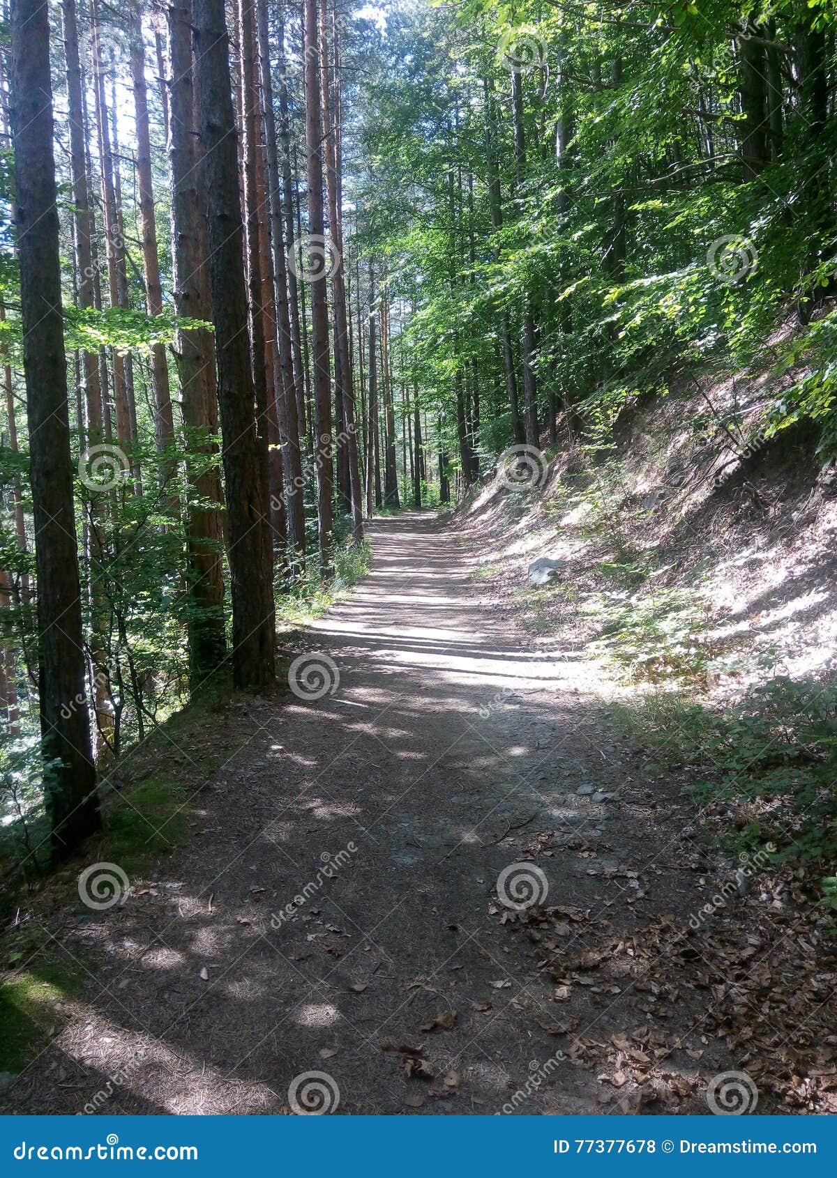 Forest rode stock photo. Image of rode, happy, forest - 77377678