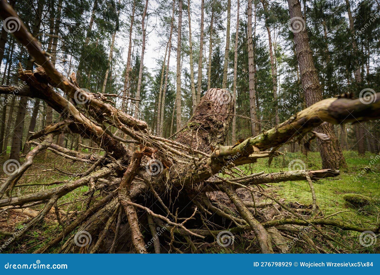 FOREST stock image. Image of wood, autumn, environment - 276798929
