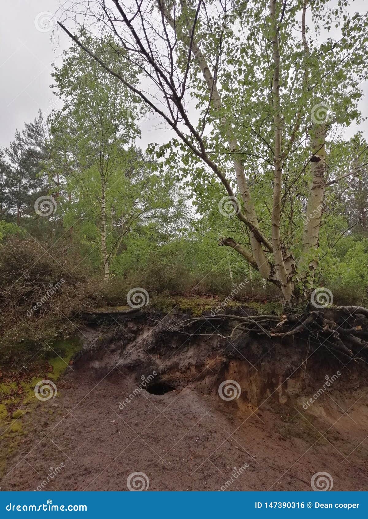 Forest roots stock photo. Image of dwellings, folk, erasion - 147390316