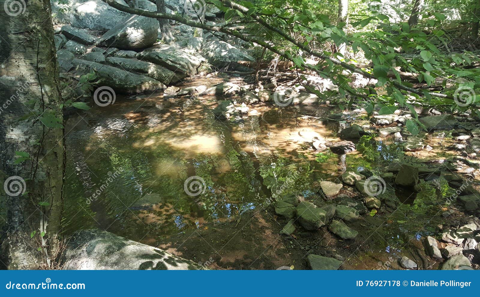 Forest 21 stock photo. Image of green, trees, river, roots - 76927178