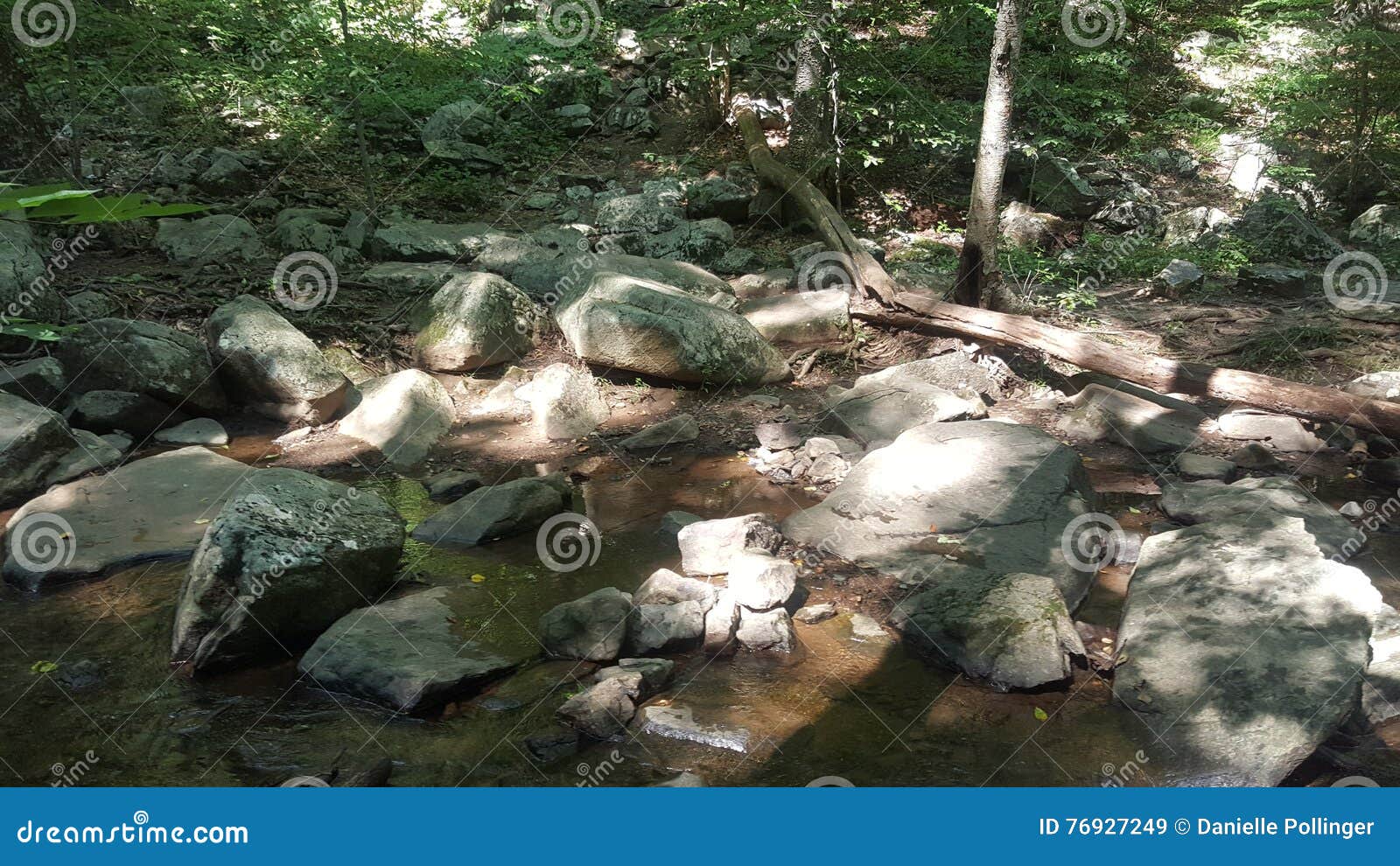 Forest 36 stock image. Image of rocks, forest, roots - 76927249