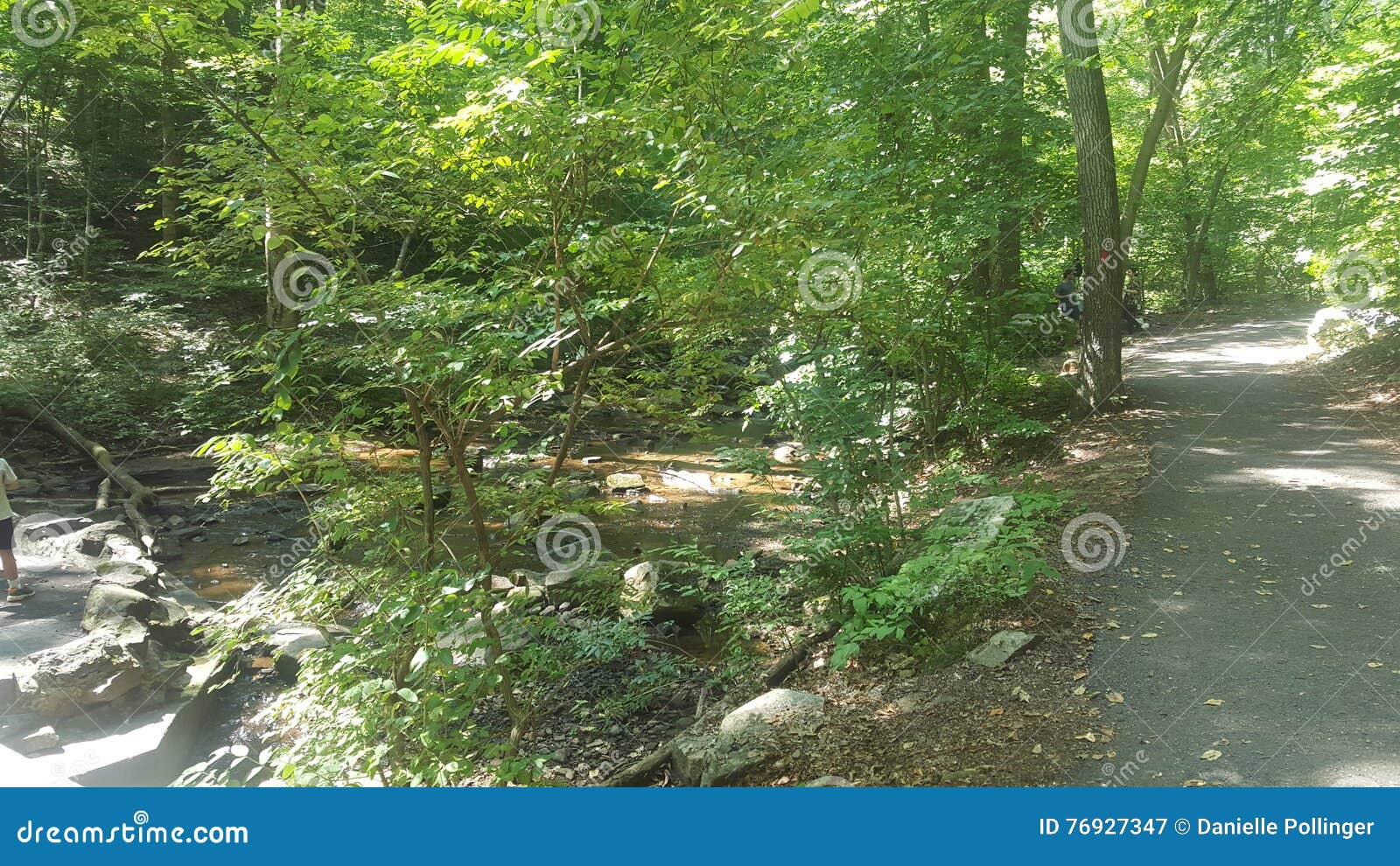 Forest 51 stock image. Image of green, trees, roots, nature - 76927347