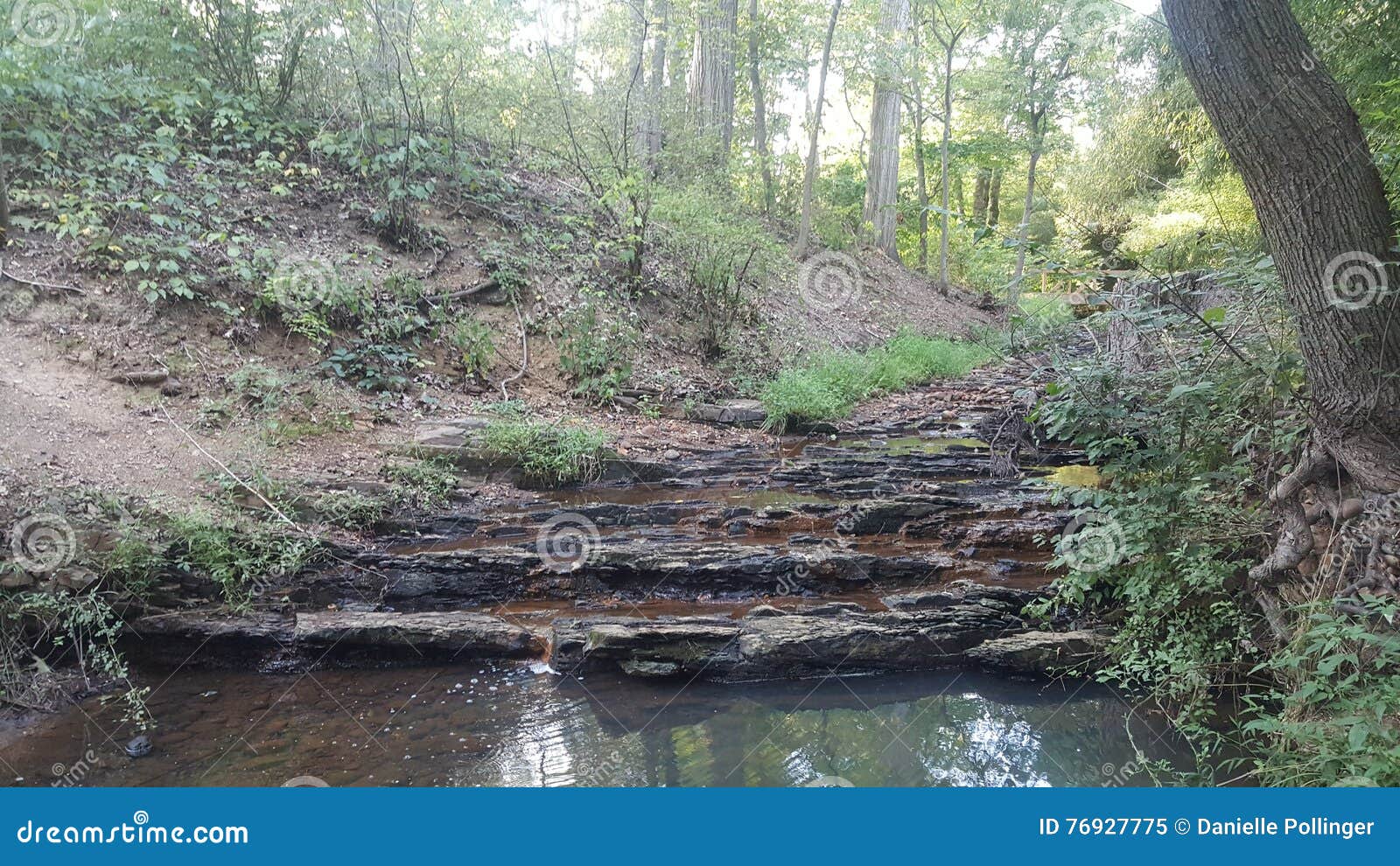 Forest 101 stock image. Image of roots, nature, forest - 76927775