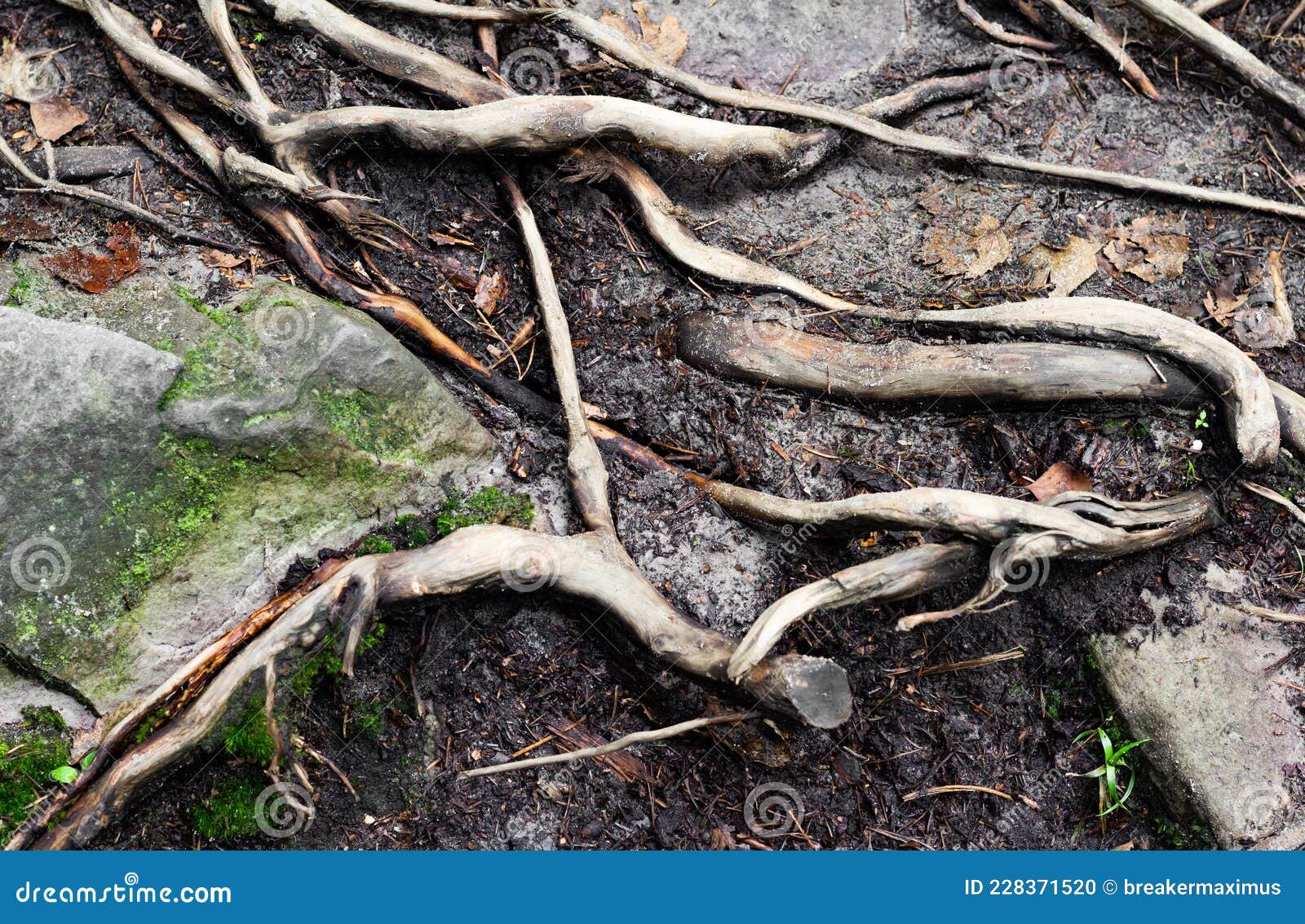 Forest Roots with Stones Backdrop Stock Photo - Image of garden ...