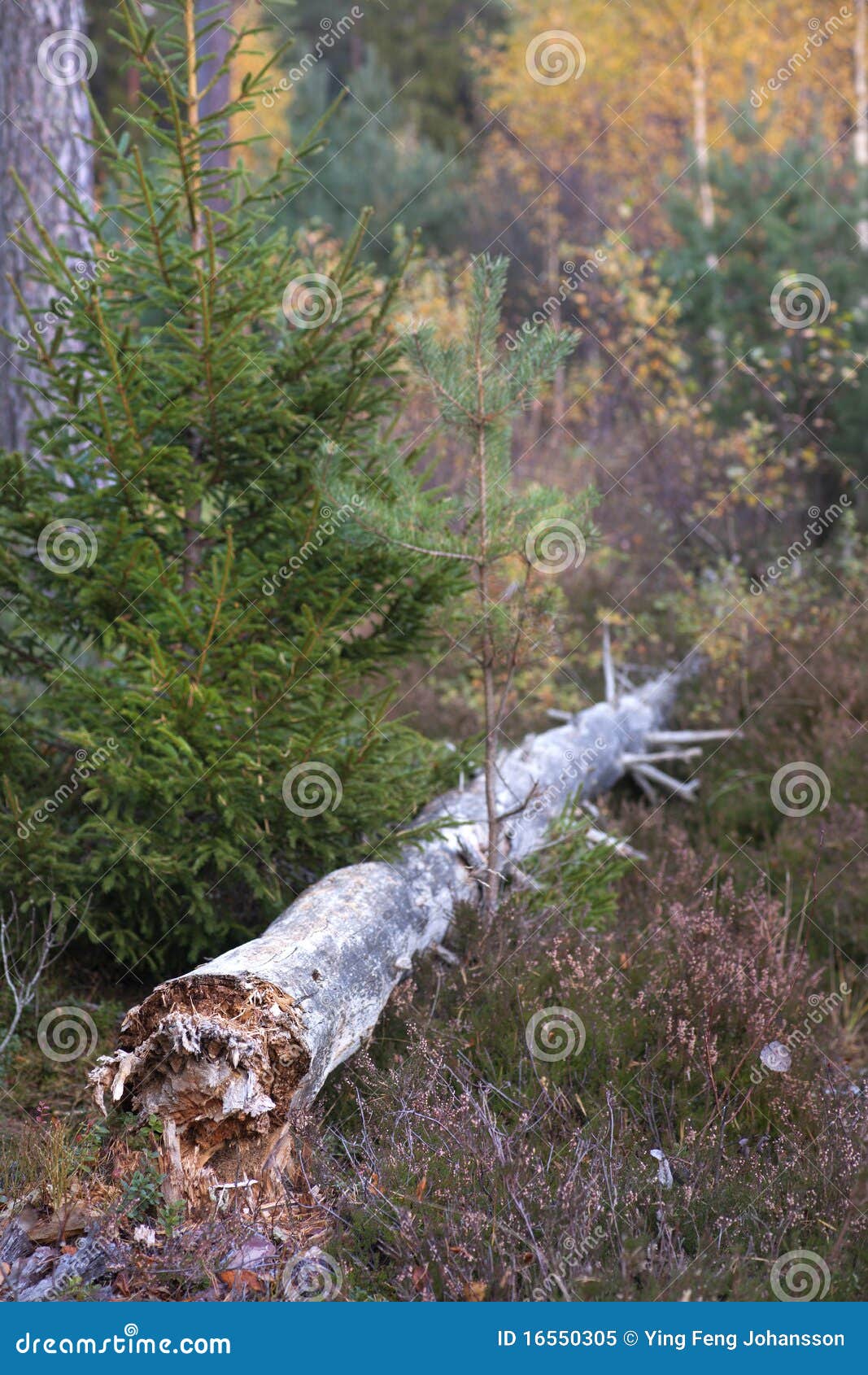 Forest with rotting tree stock image. Image of wood, trunk - 16550305