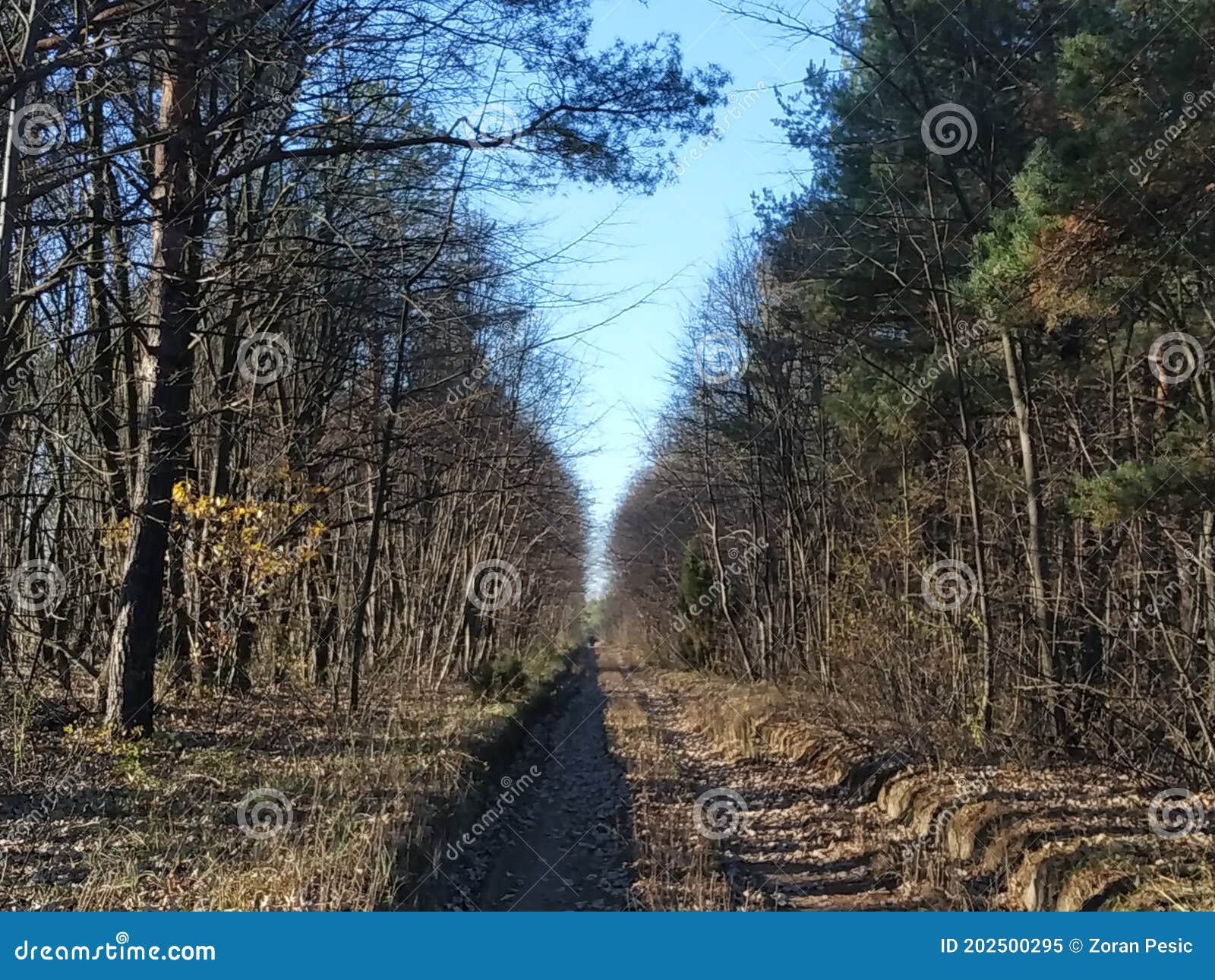 Forest Roud Nature Lightsky Stock Image - Image of forest, nature ...
