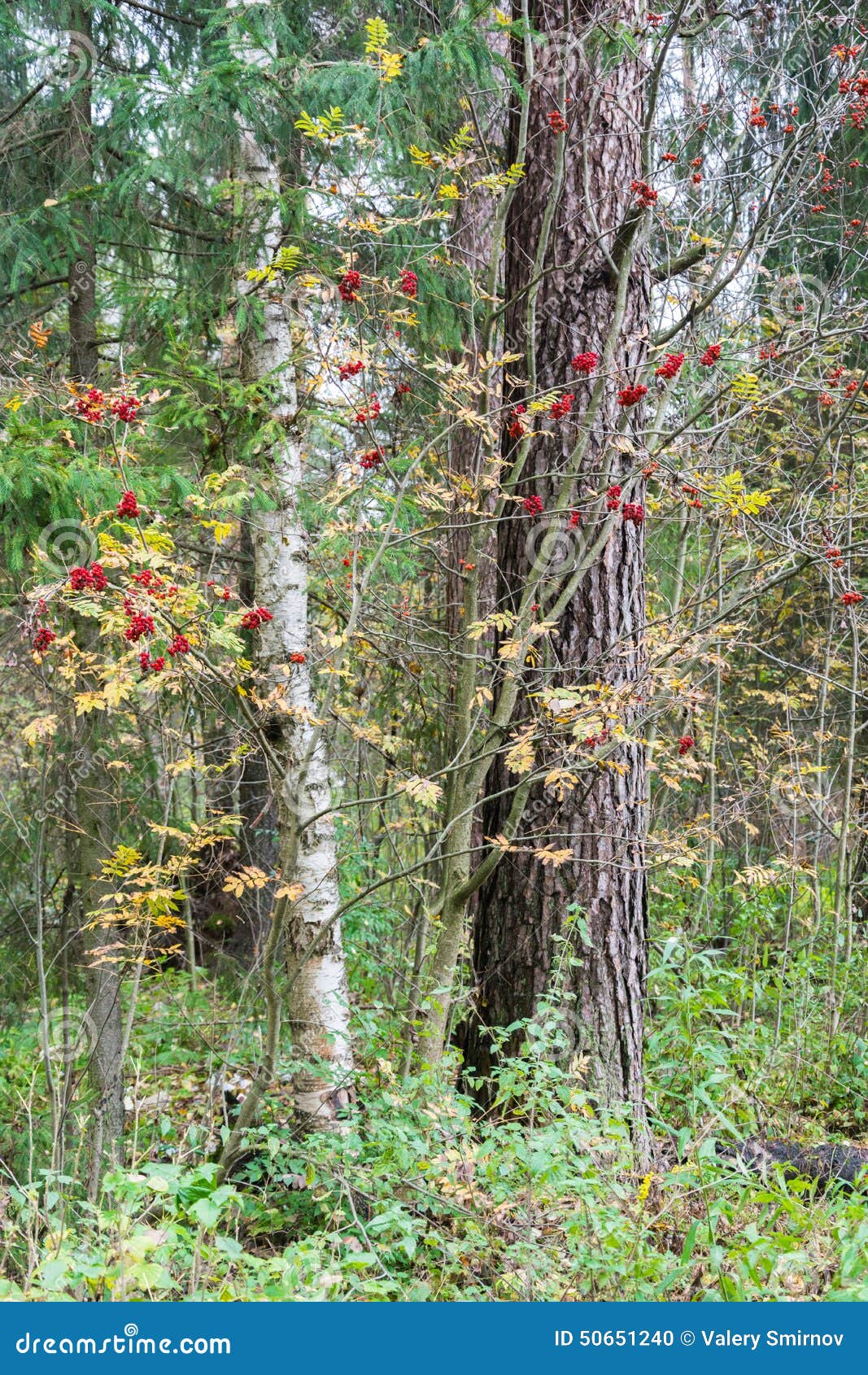 Forest Rowan stock photo. Image of leaves, tree, fruit - 50651240
