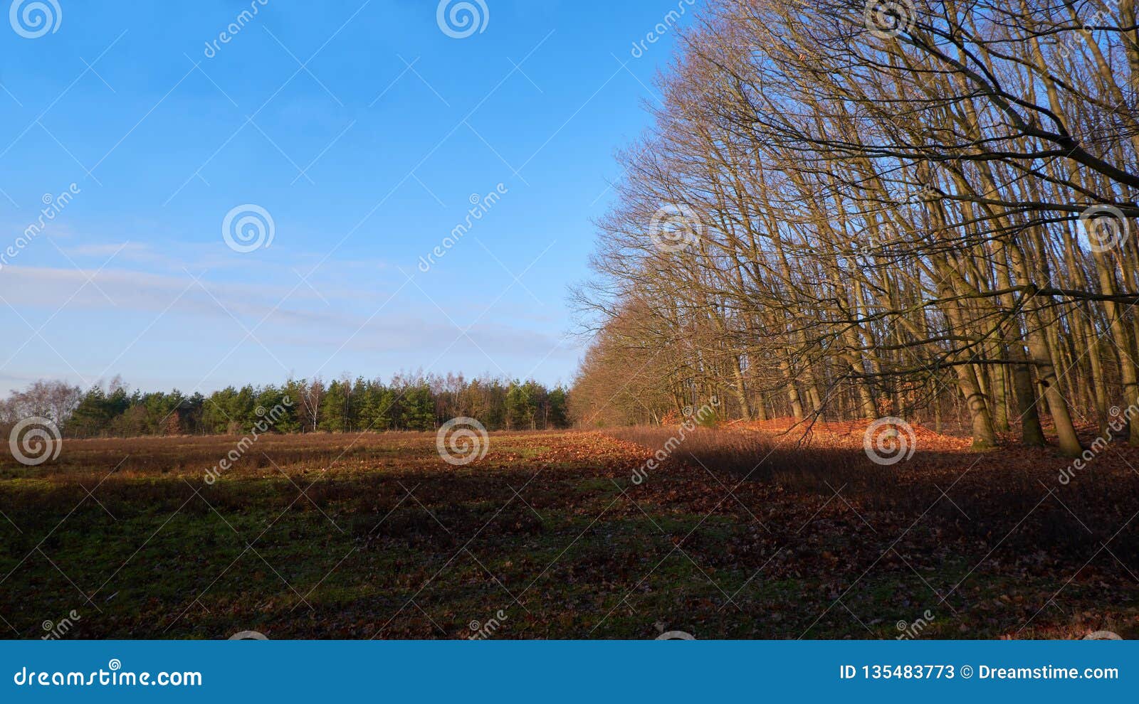At the forest`s edge stock image. Image of grassland - 135483773