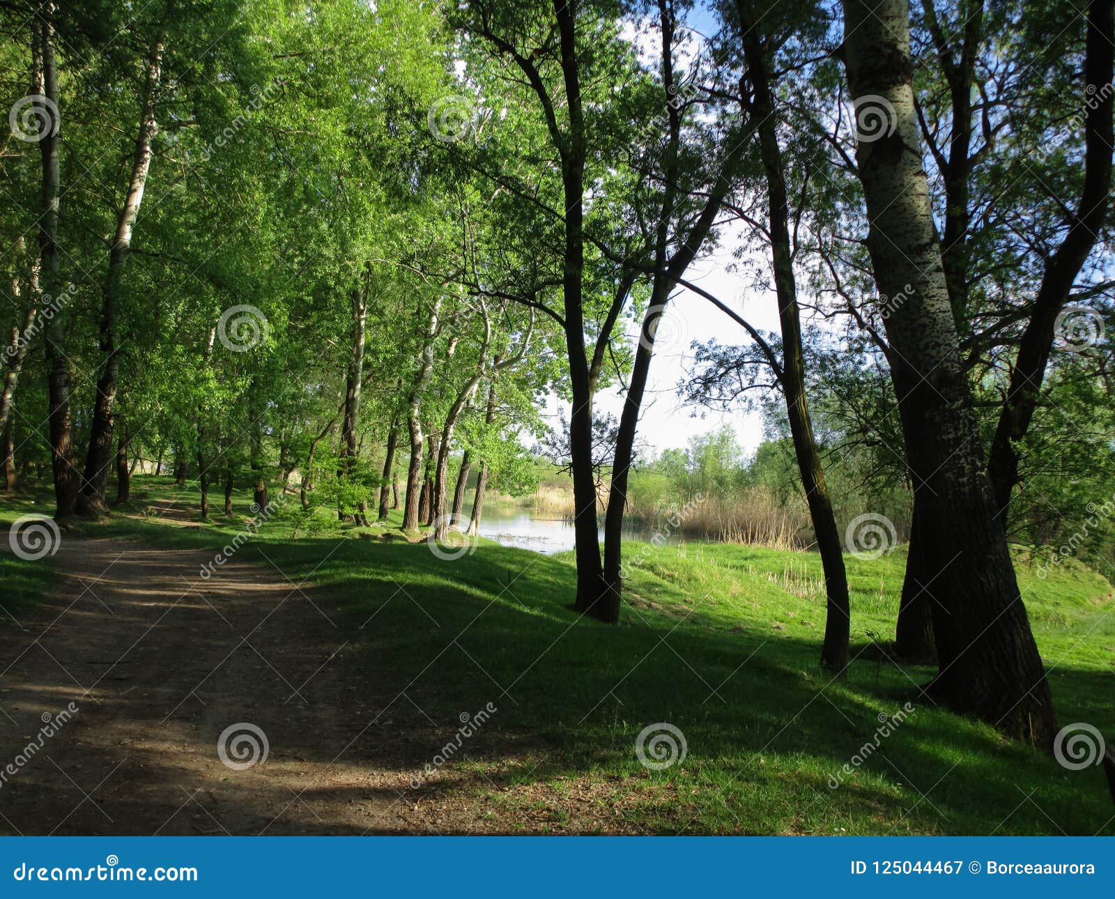 Pathway in the forest stock image. Image of natural - 125044467