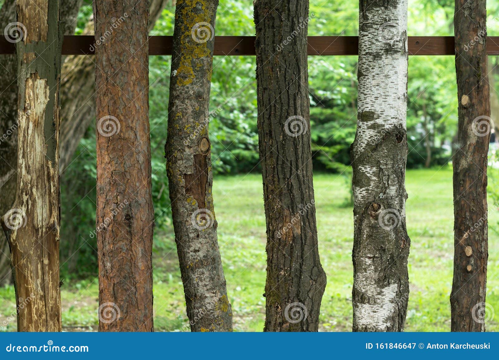 In the Forest are Samples of Various Tree Trunks. Namely, Hornbeam ...