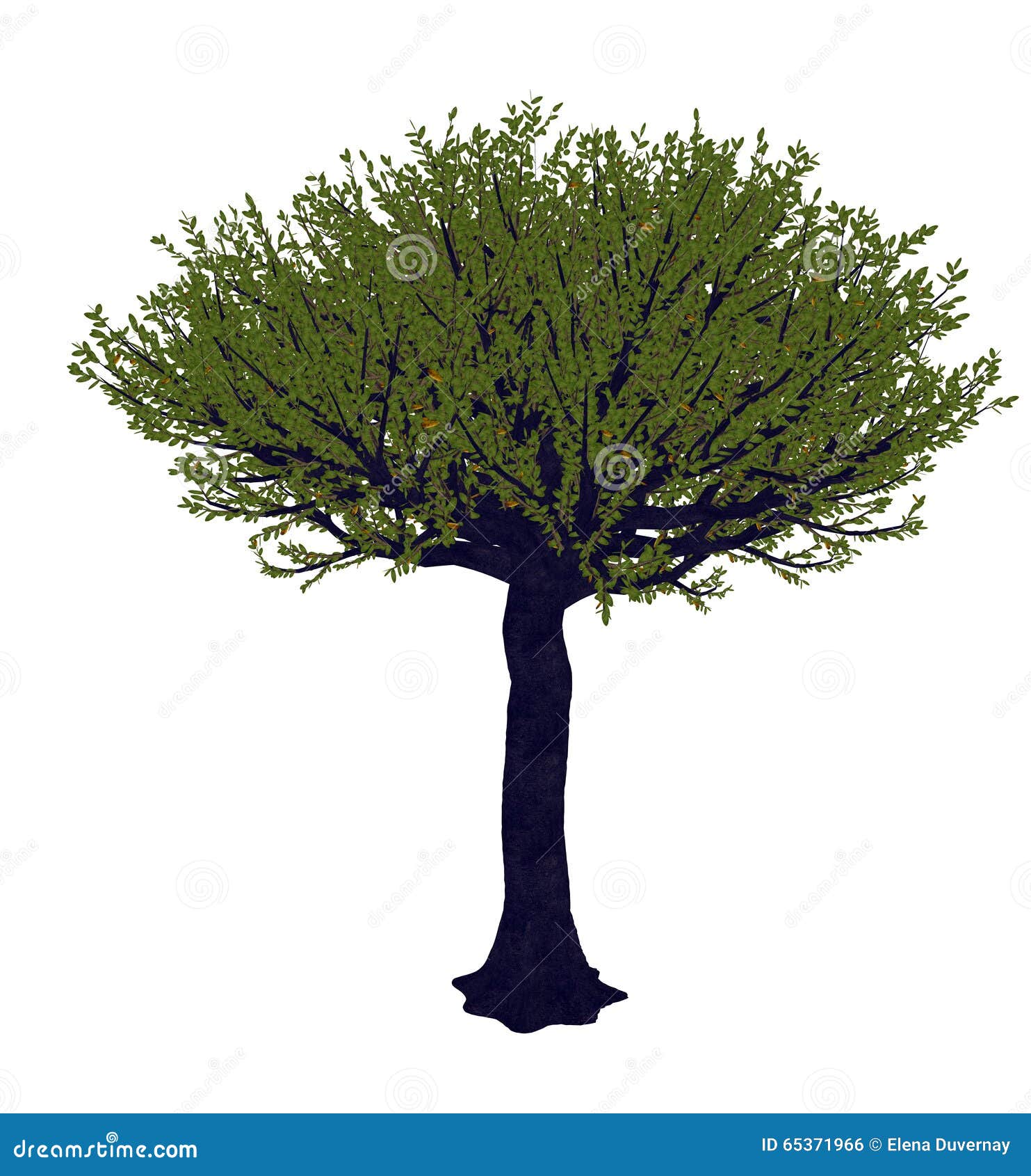 Ficus Cartoons, Illustrations & Vector Stock Images - 9563 Pictures to ...
