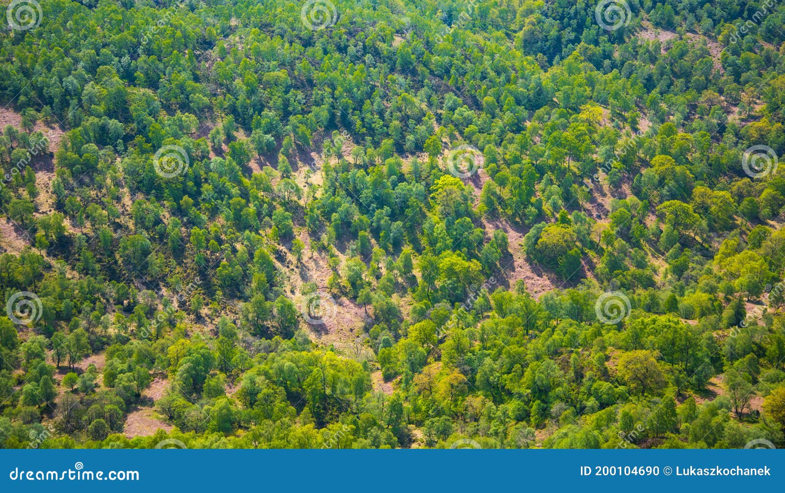 Forest Satellite Photo - Evergreen Trees Stock Photo - Image of rock ...