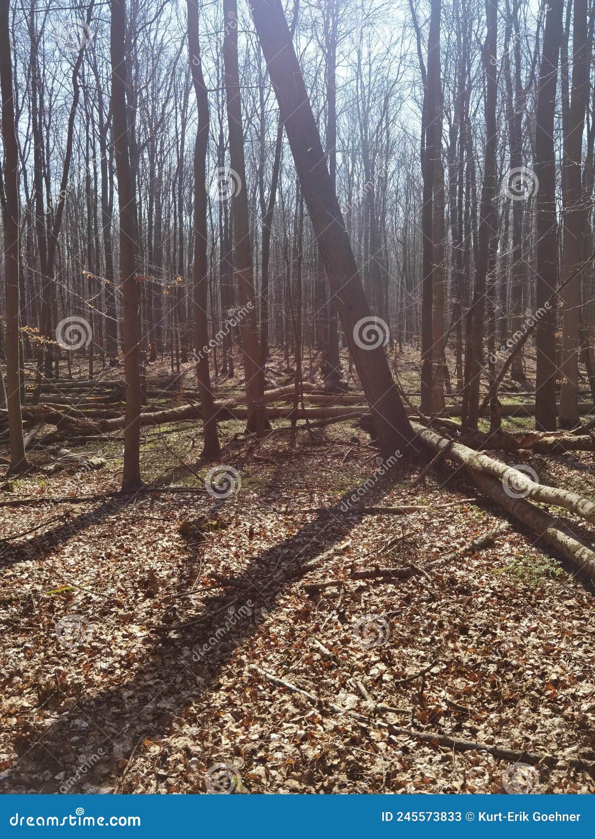 Forest Saving Walk in Spring Stock Image - Image of woodland, soil ...