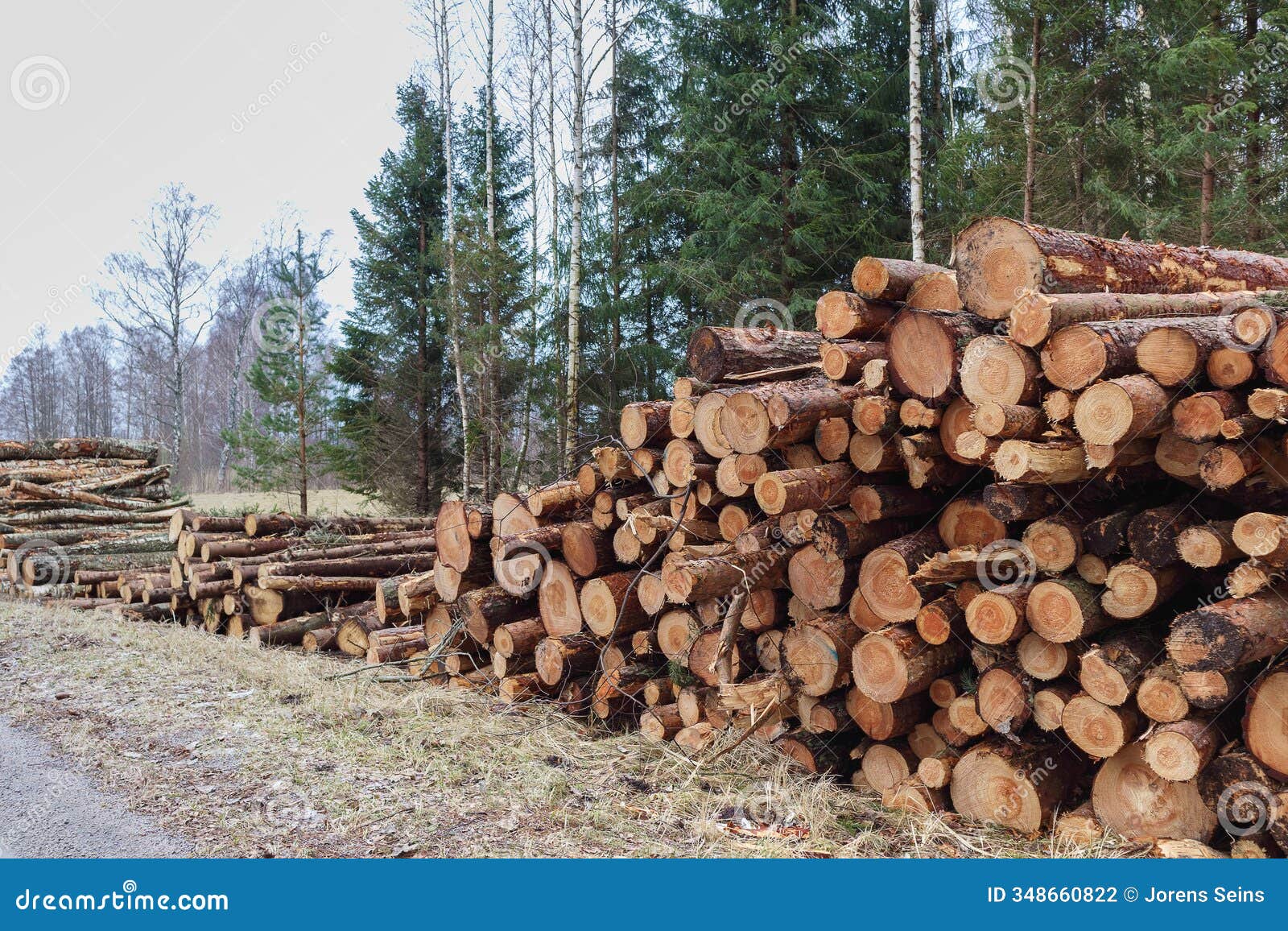 .a Forest with Sawn and Stacked Pine Trees in a Pile Stock Photo ...