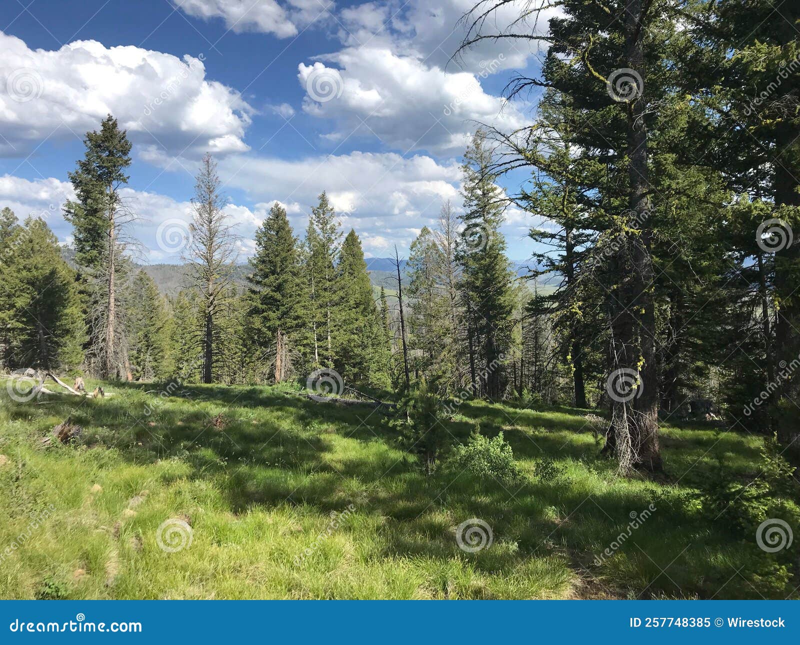 Forest in the Sawtooth Mountains, ID Stock Image - Image of forest ...