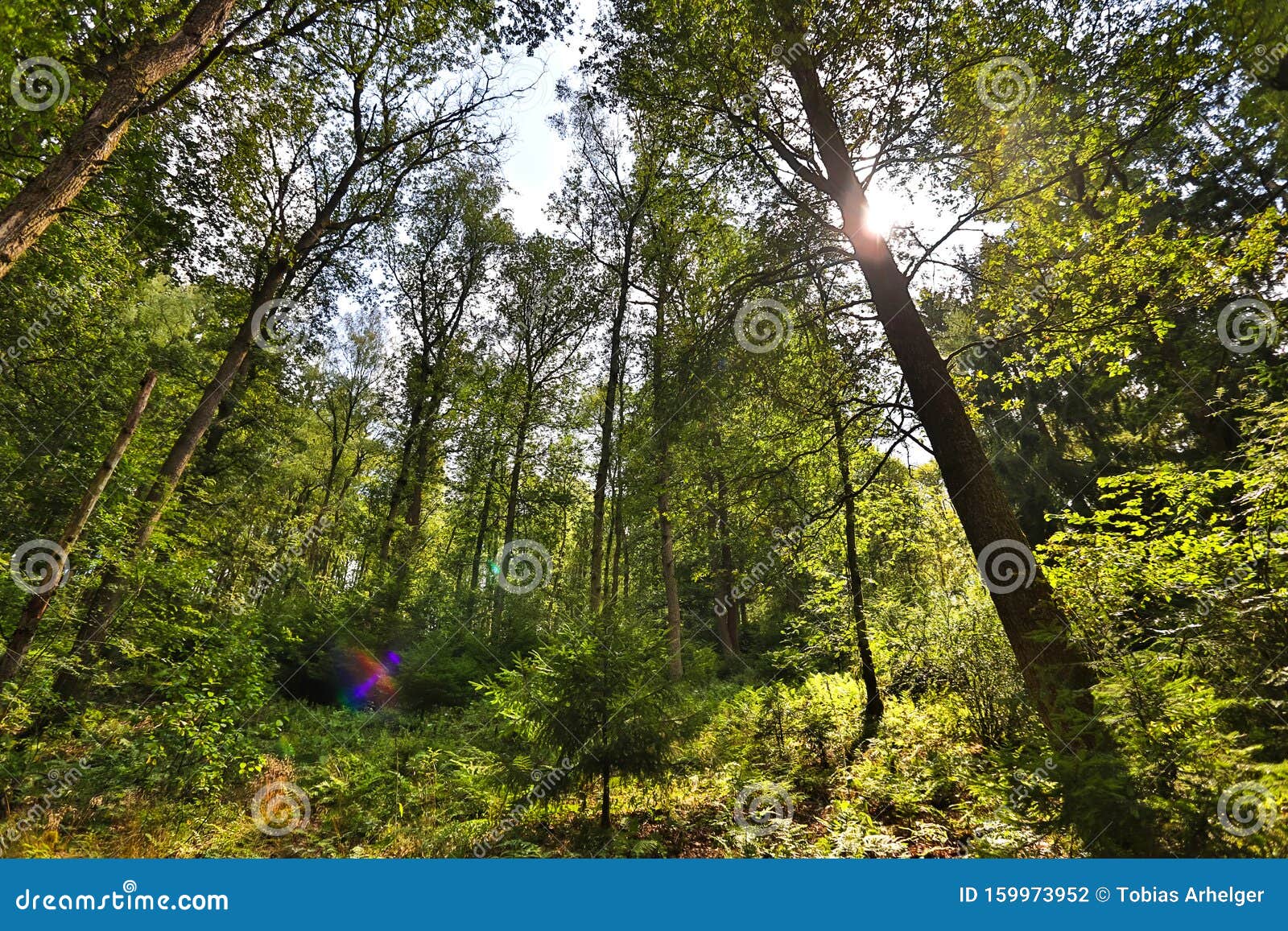 Forest scape in the summer stock photo. Image of trees - 159973952