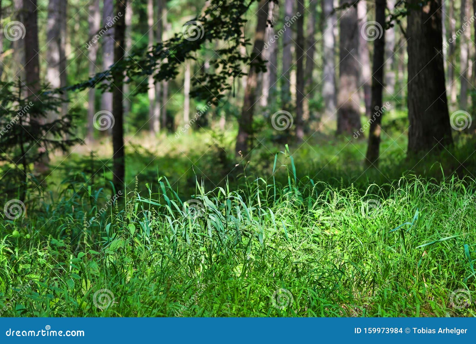 Forest scape in the summer stock photo. Image of tree - 159973984