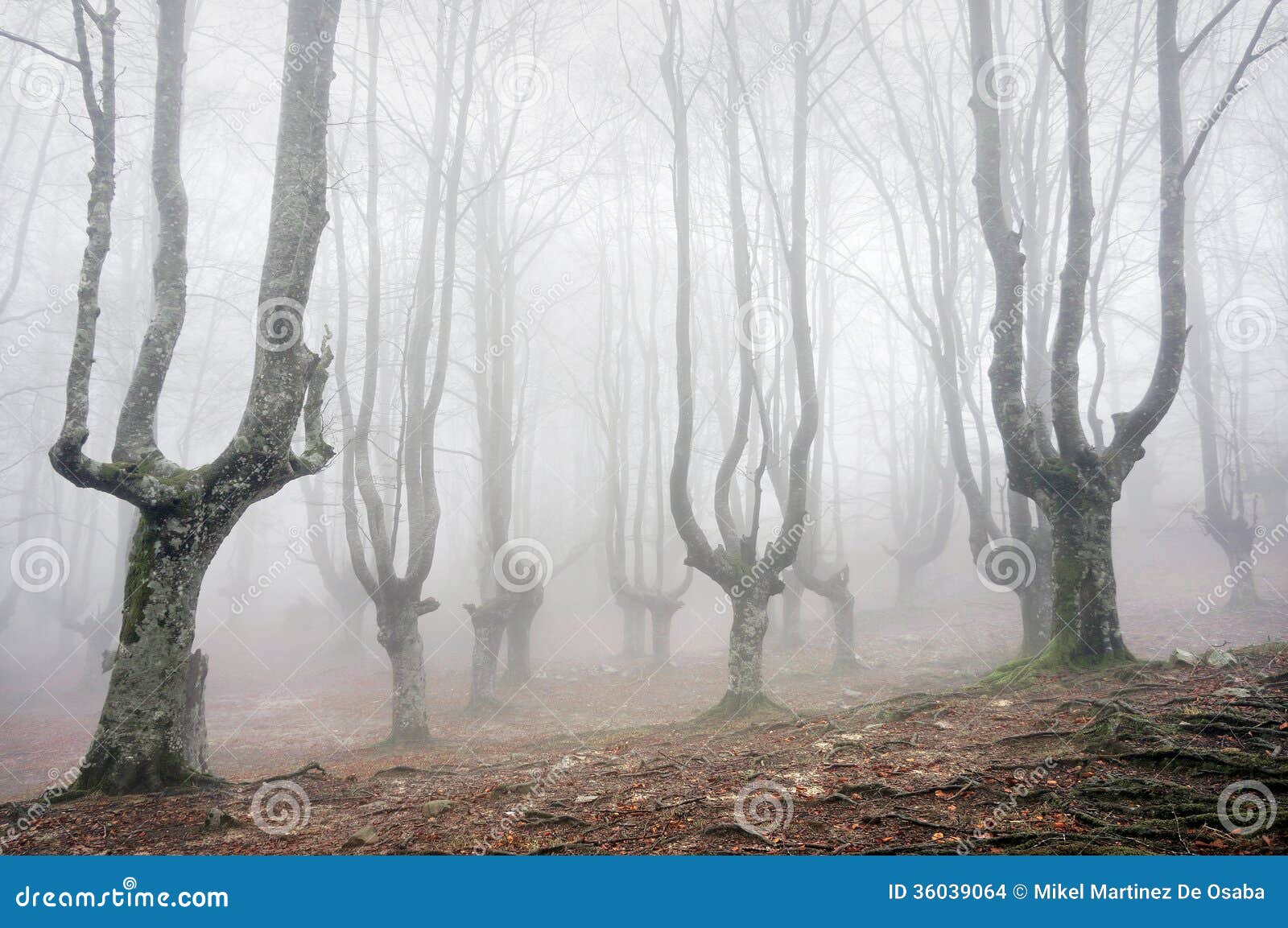 Forest with scary trees stock photo. Image of landscape - 36039064